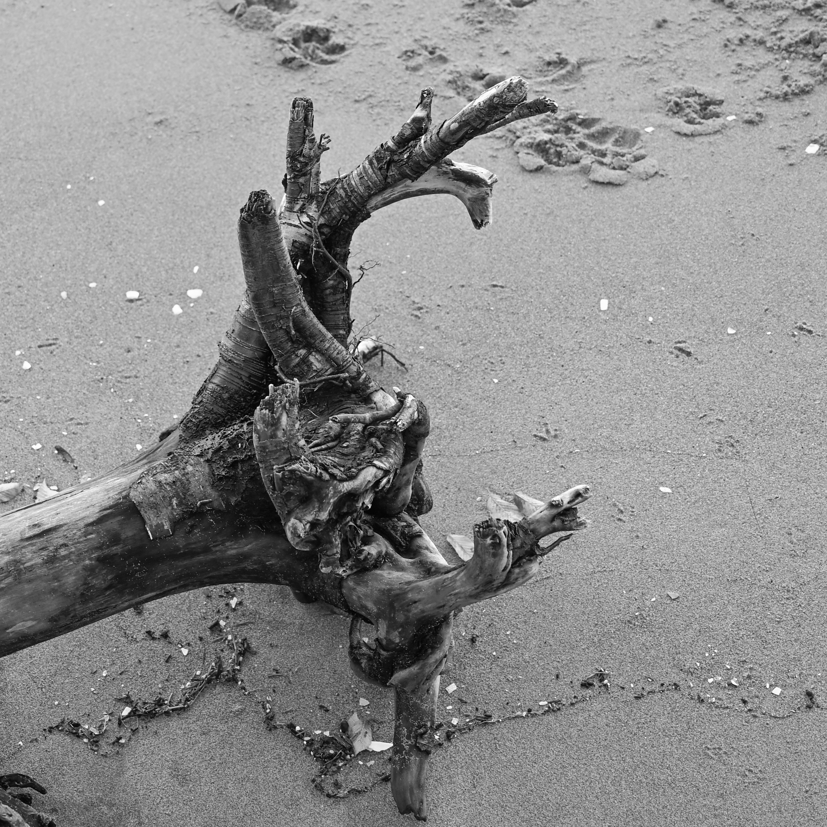 Weathered Driftwood on Wet Sand: A Quiet Study in Texture