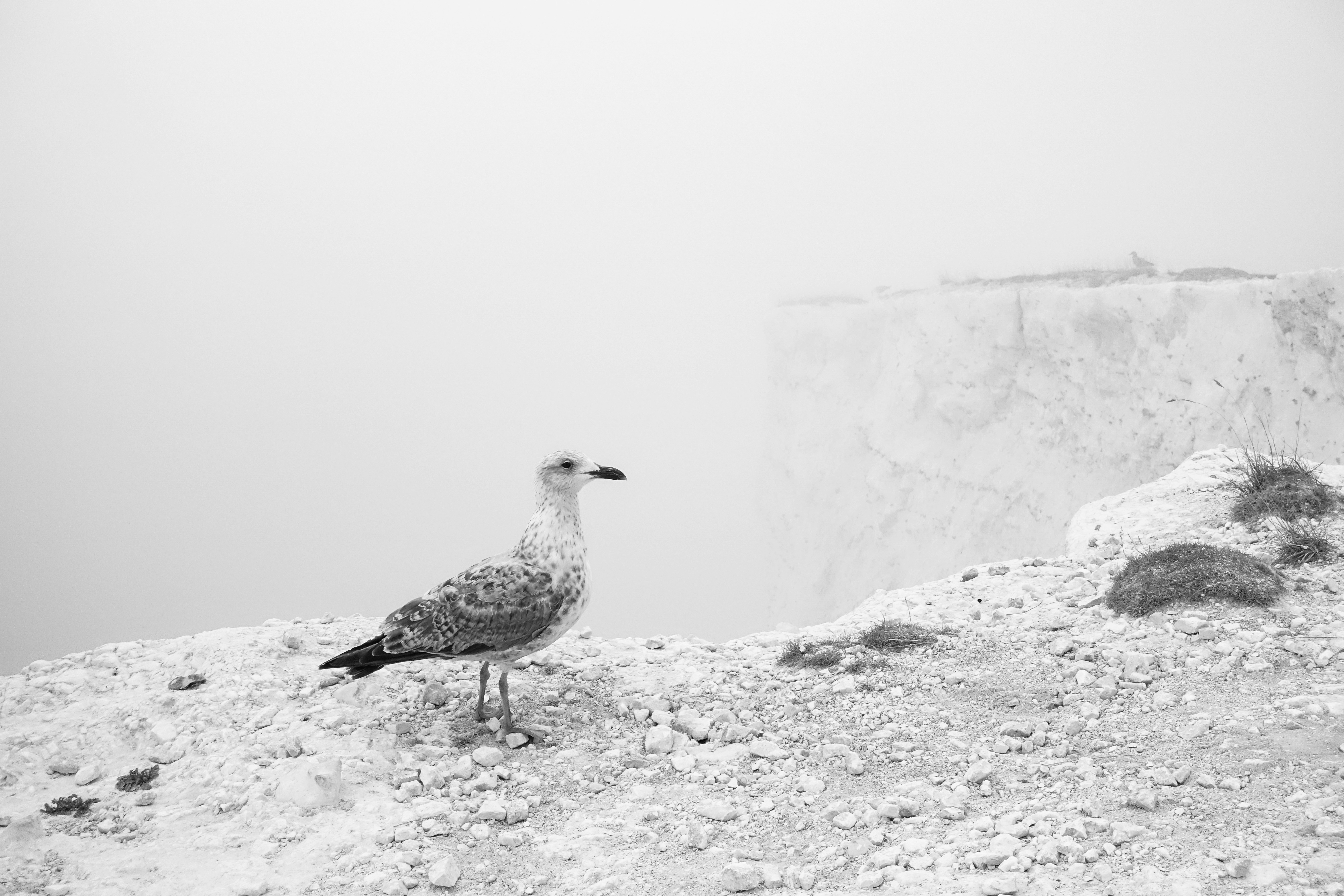 Lone Seagull at the Mist-Washed Cliff Edge