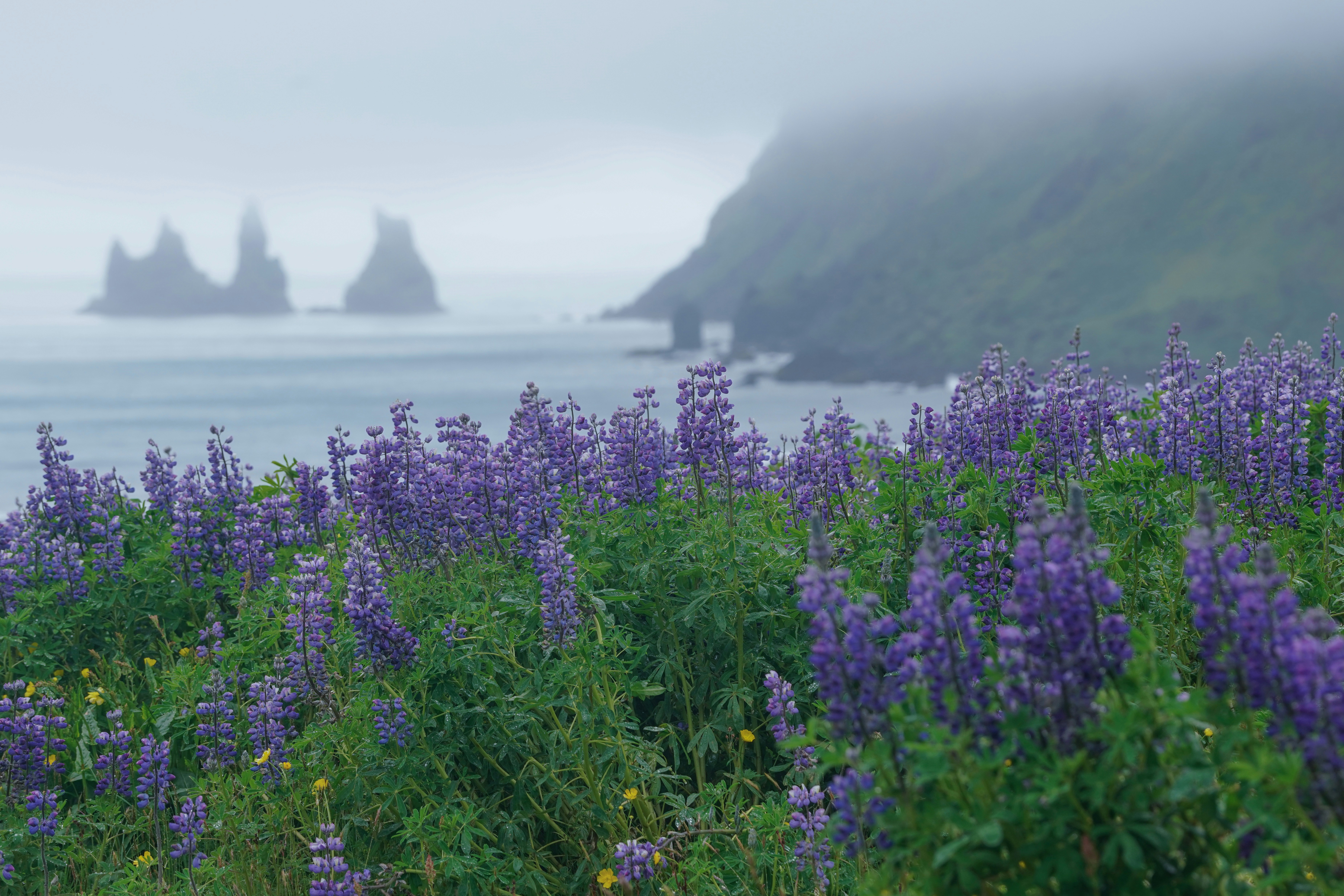 Lupine Frontier: Violet Blooms Framing a Misty Icelandic Coastline
