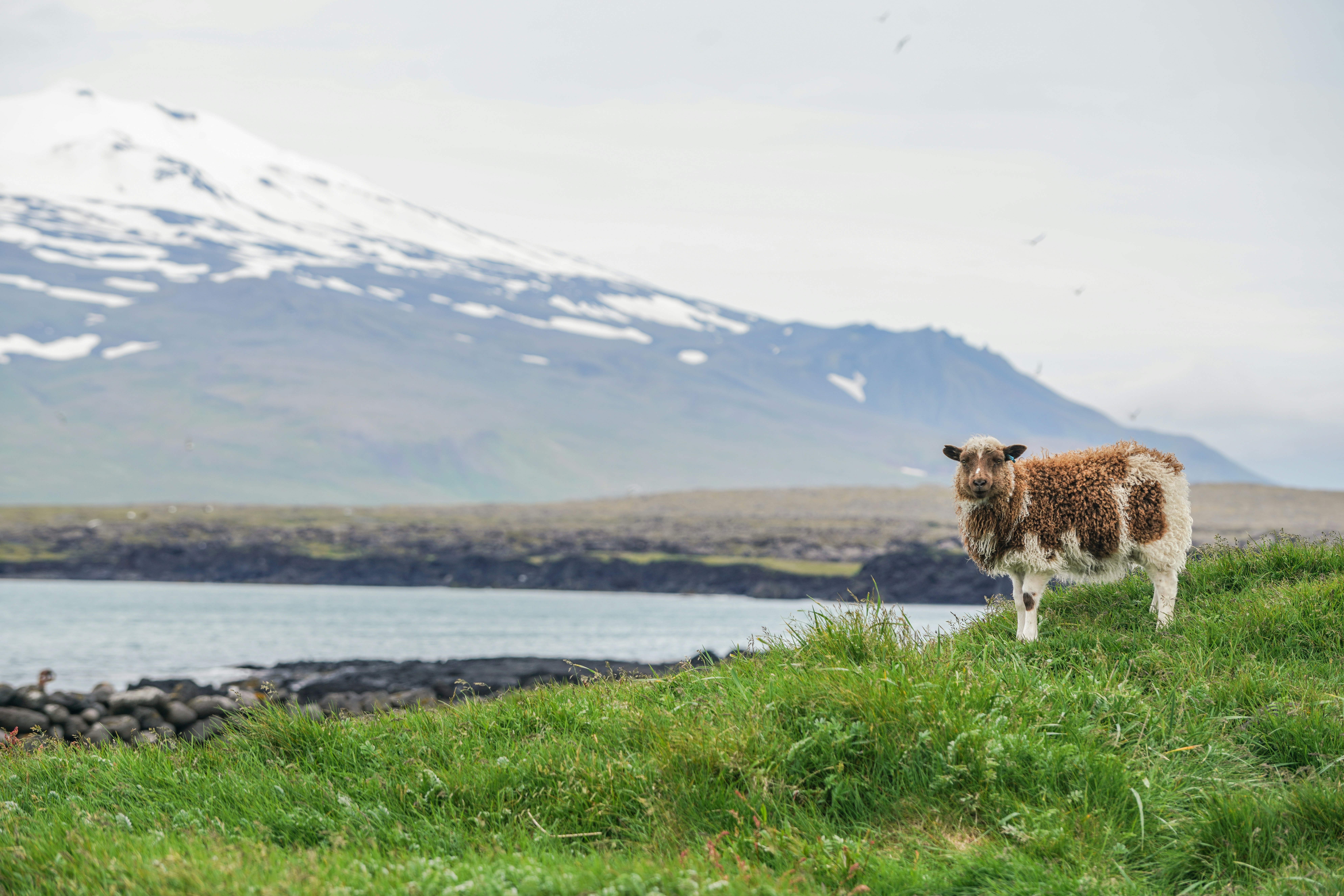 Highland Sheep at Distant Fjord with Snow-Capped Backdrop