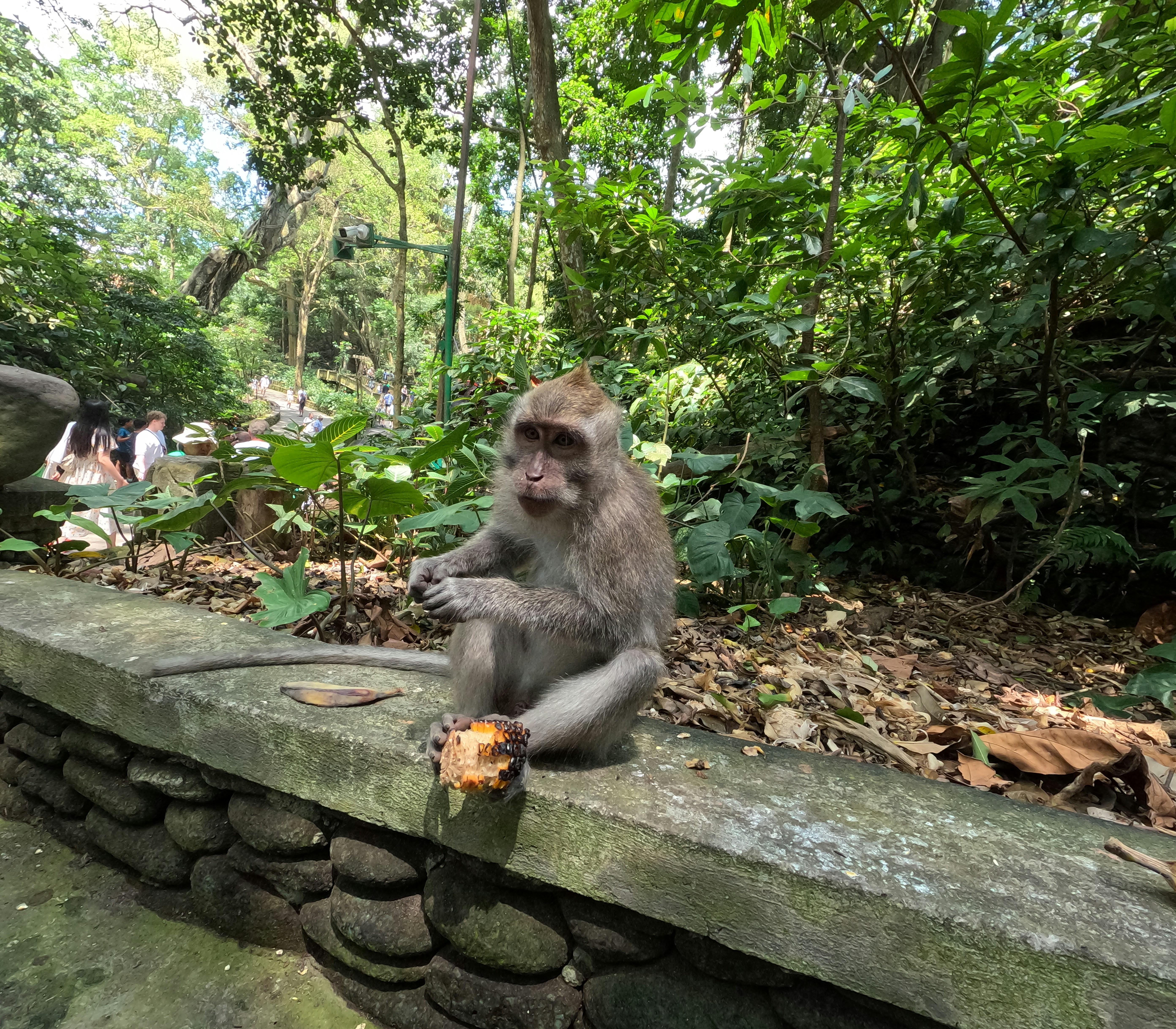 A macaque sits on a weathered stone ledge in a lush park, nibbling a bite of fruit. Dense foliage and distant visitors frame the scene.
