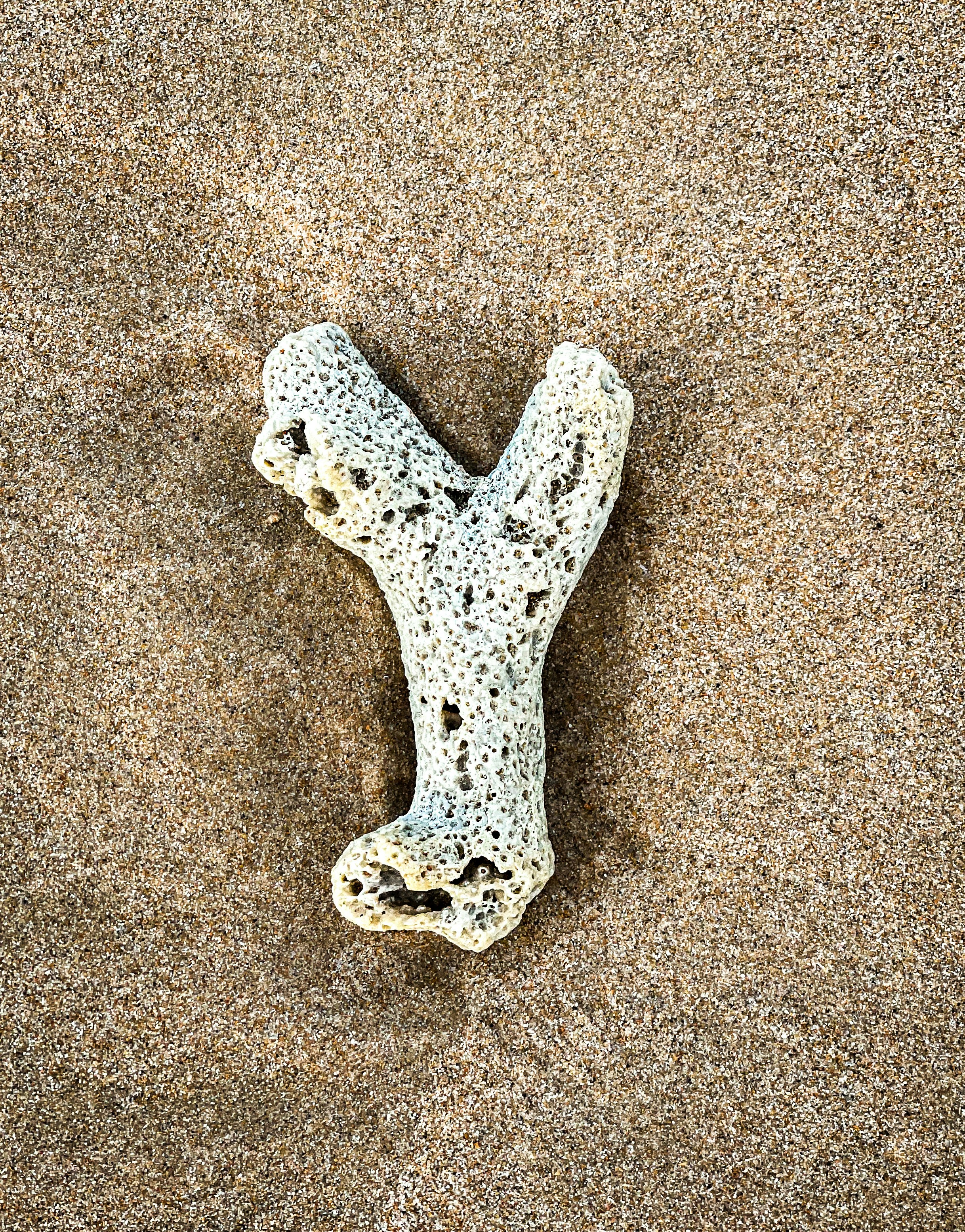 Y-Branch relic on sun-warmed beach sand