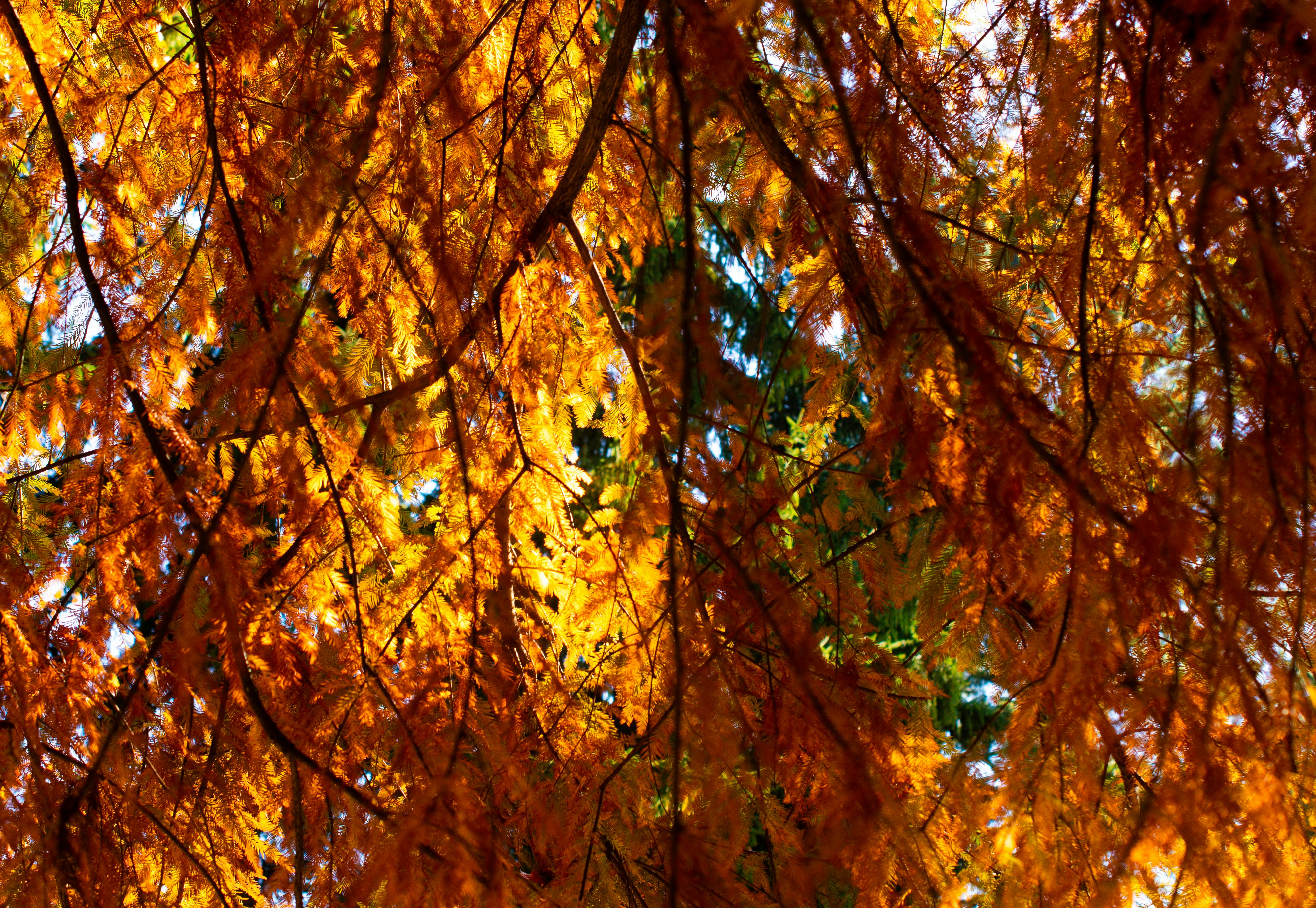 Amber Canopy: Sunlit Autumn Leaves from Below