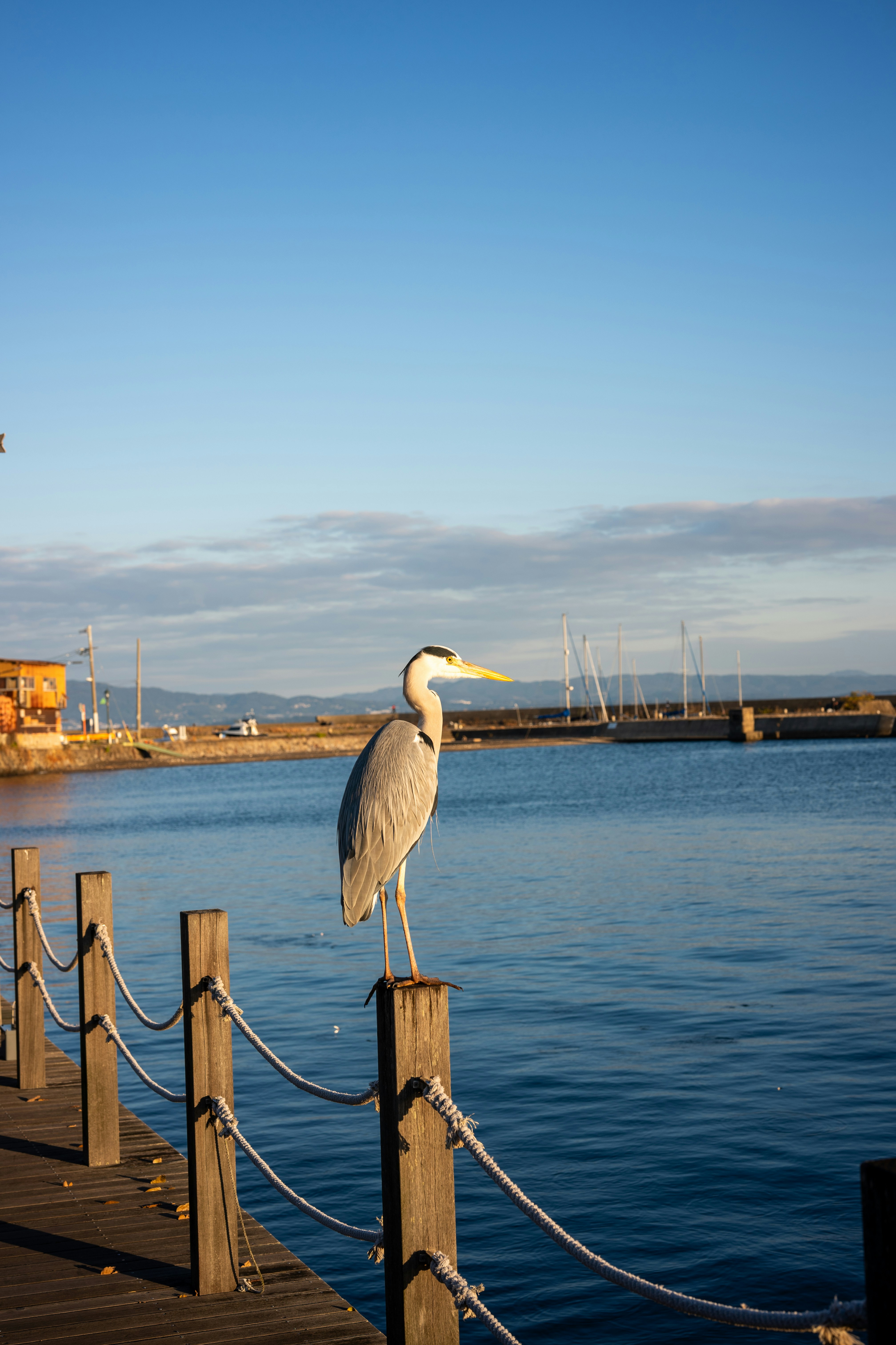 Lone Heron at the Pier: Quiet Contemplation Over a Calm Harbor
