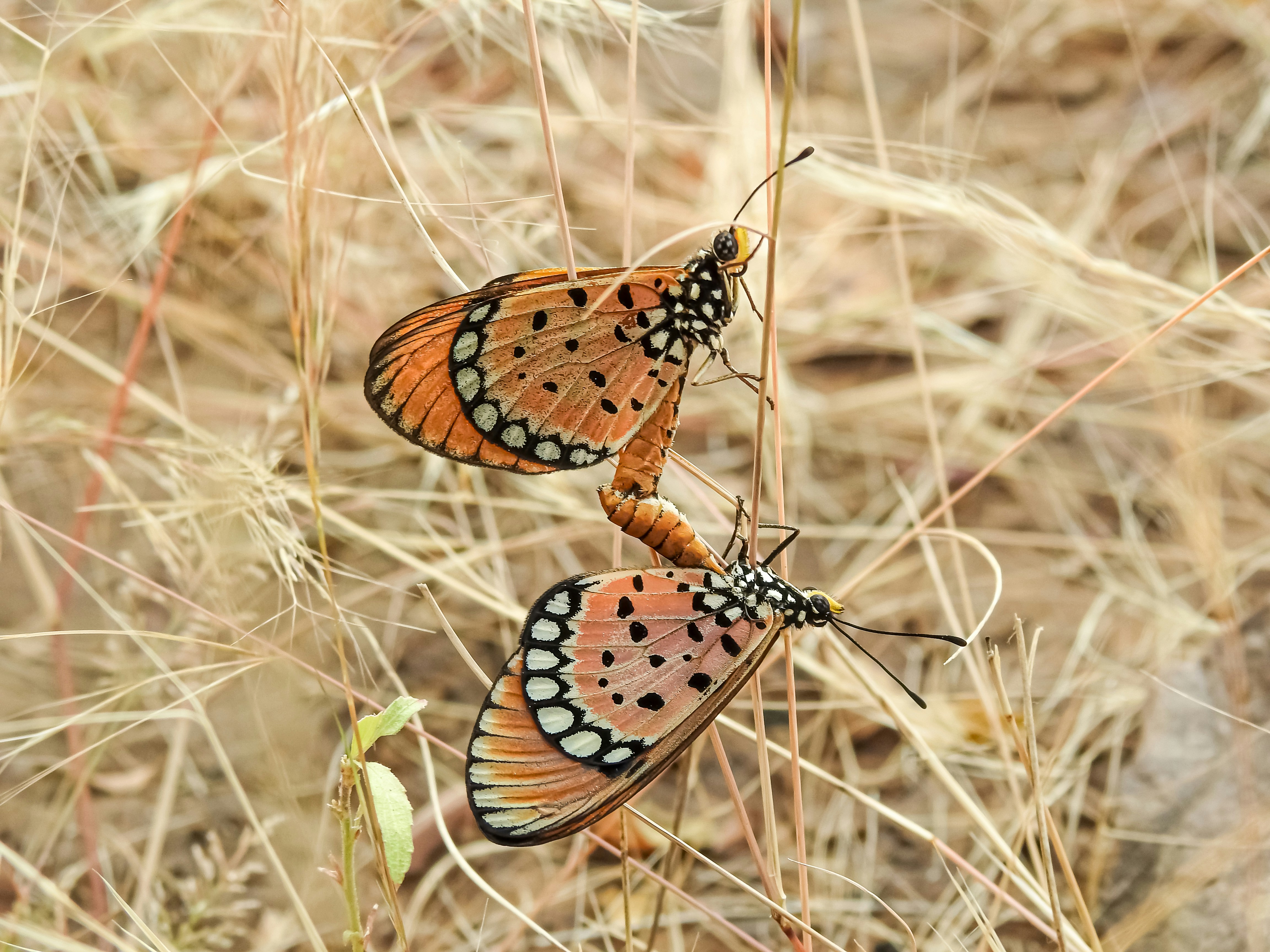 Dance of the Tawny Beauties