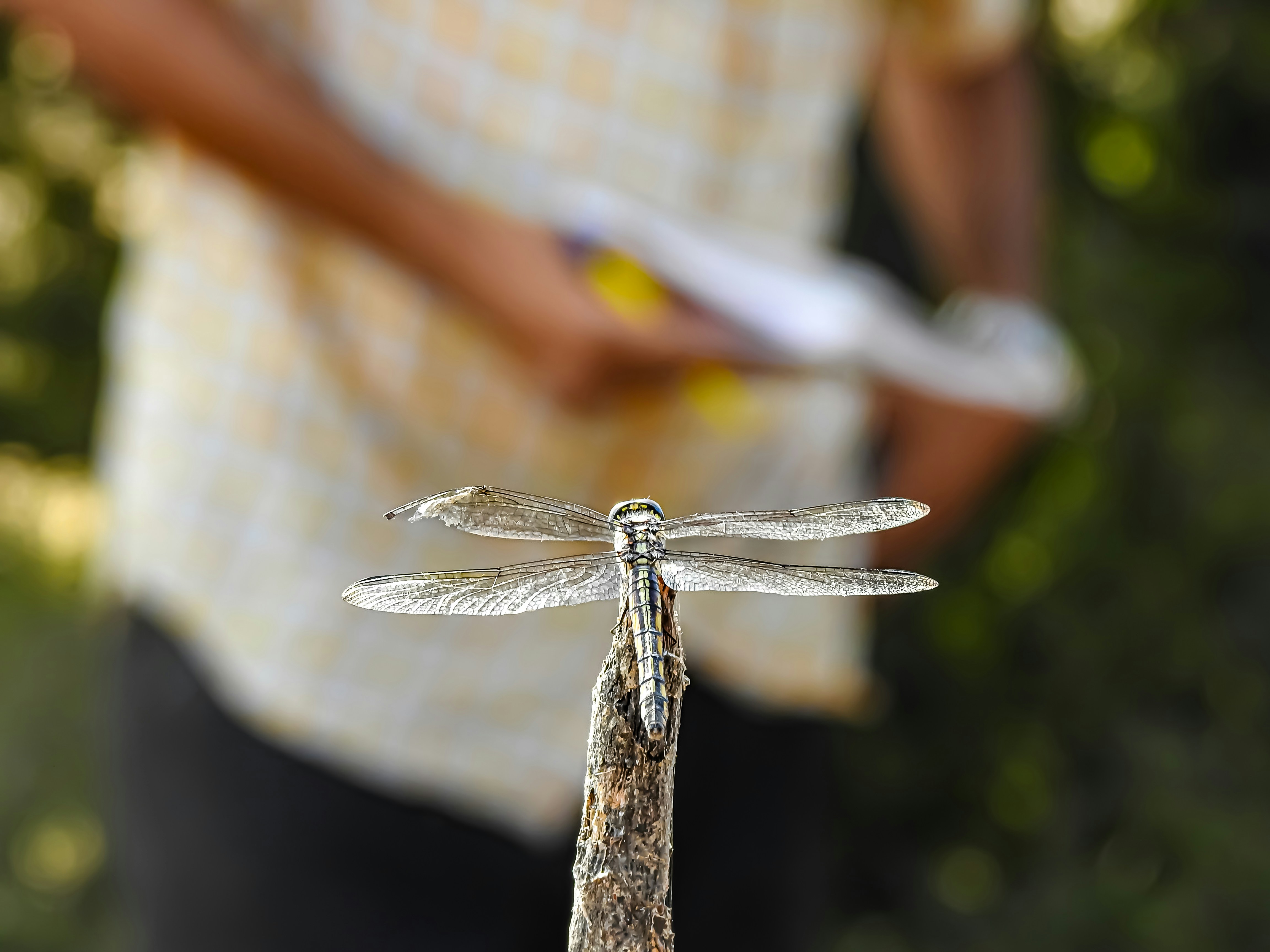 Dragonfly on a Weathered Twig: a Close-Up in Soft Garden Bokeh