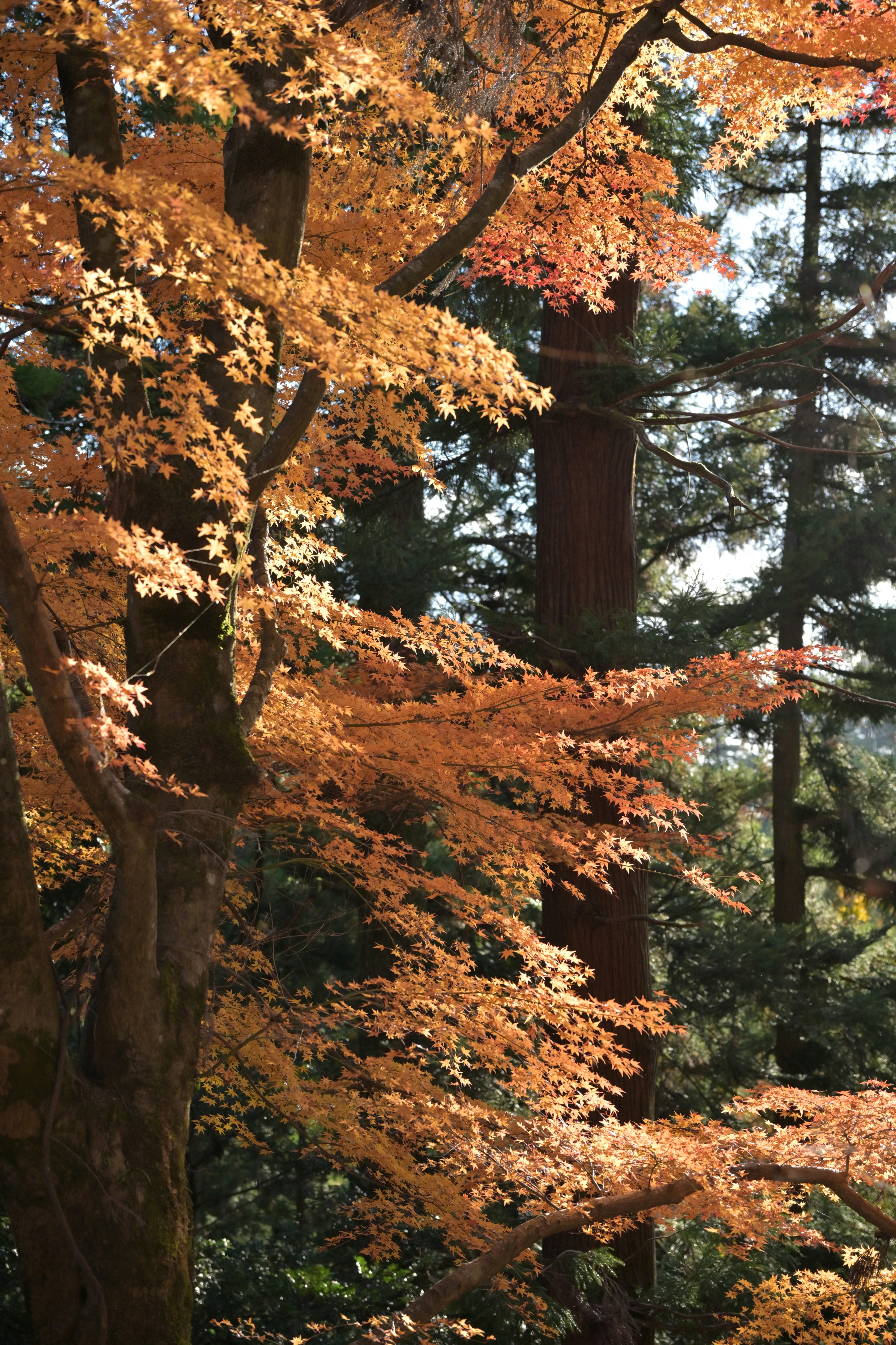 A forest filled with lots of trees covered in fall leaves photo – Free ...