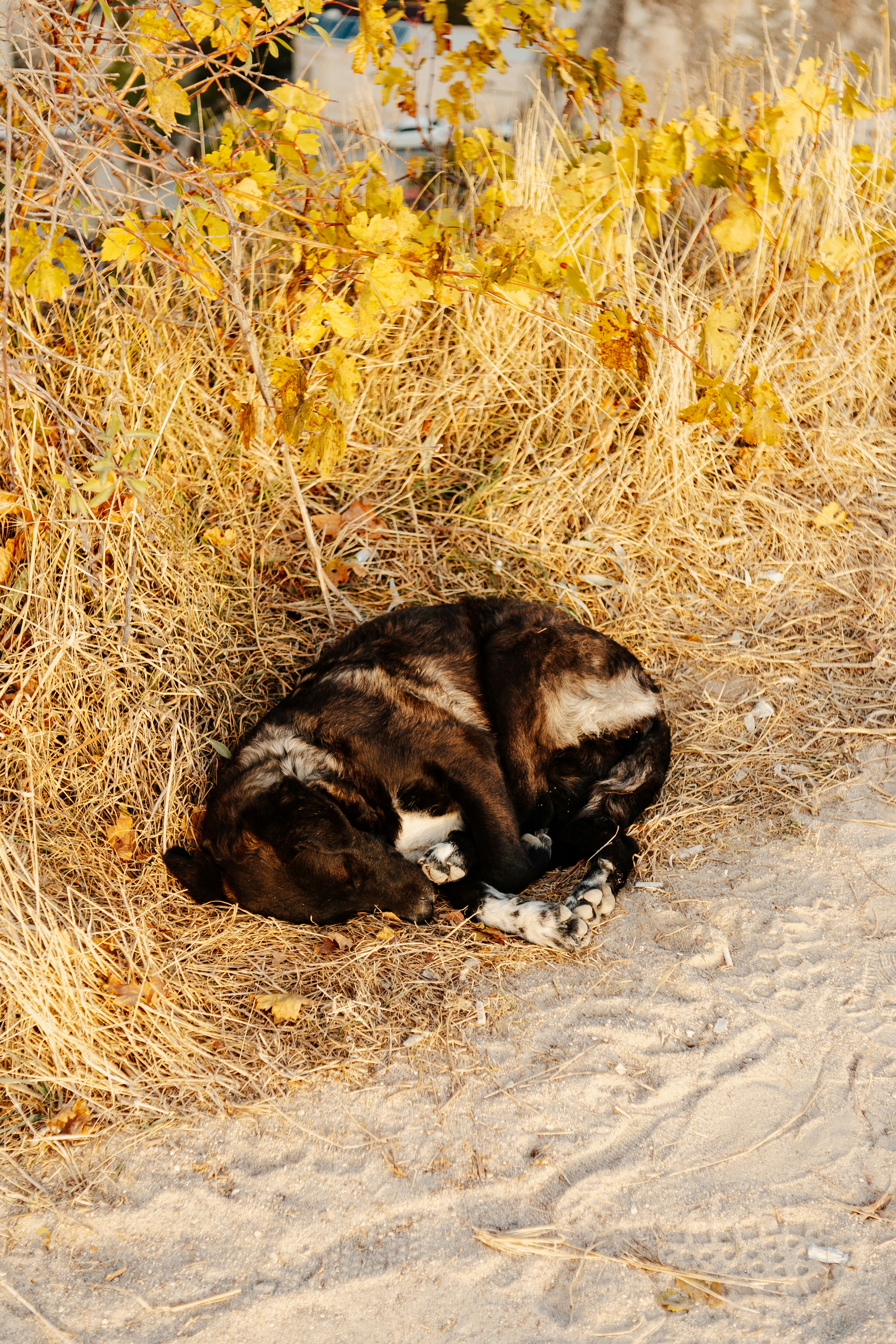 Dormant in the Golden Spring: A Catnap Beneath Autumn Foliage