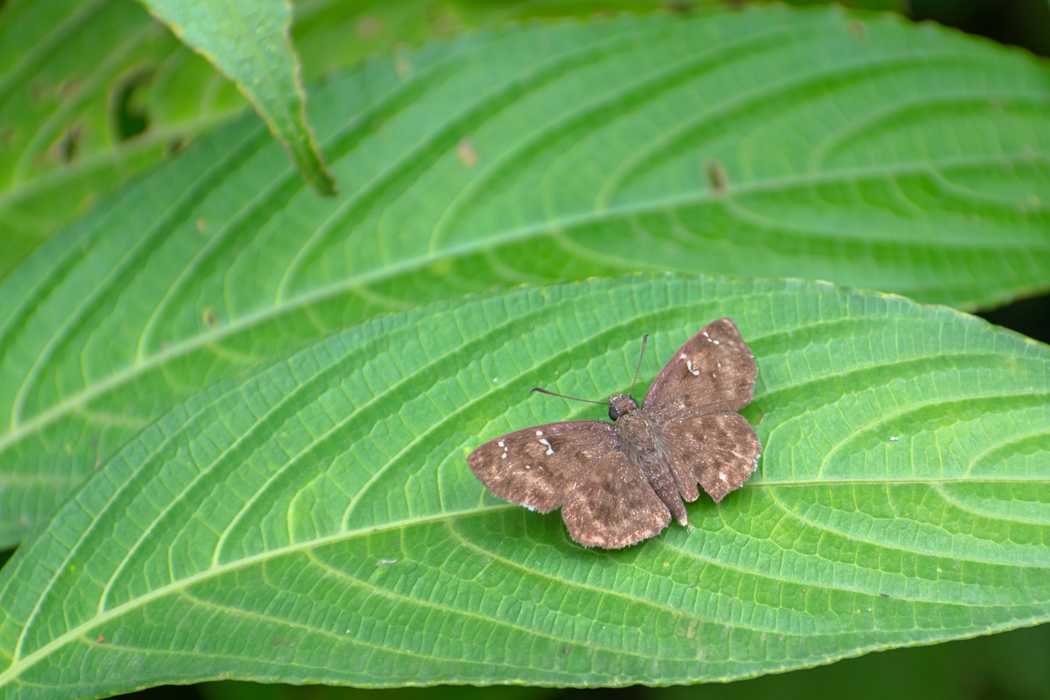 A brown butterfly sitting on top of a green leaf photo – Free Matheran ...