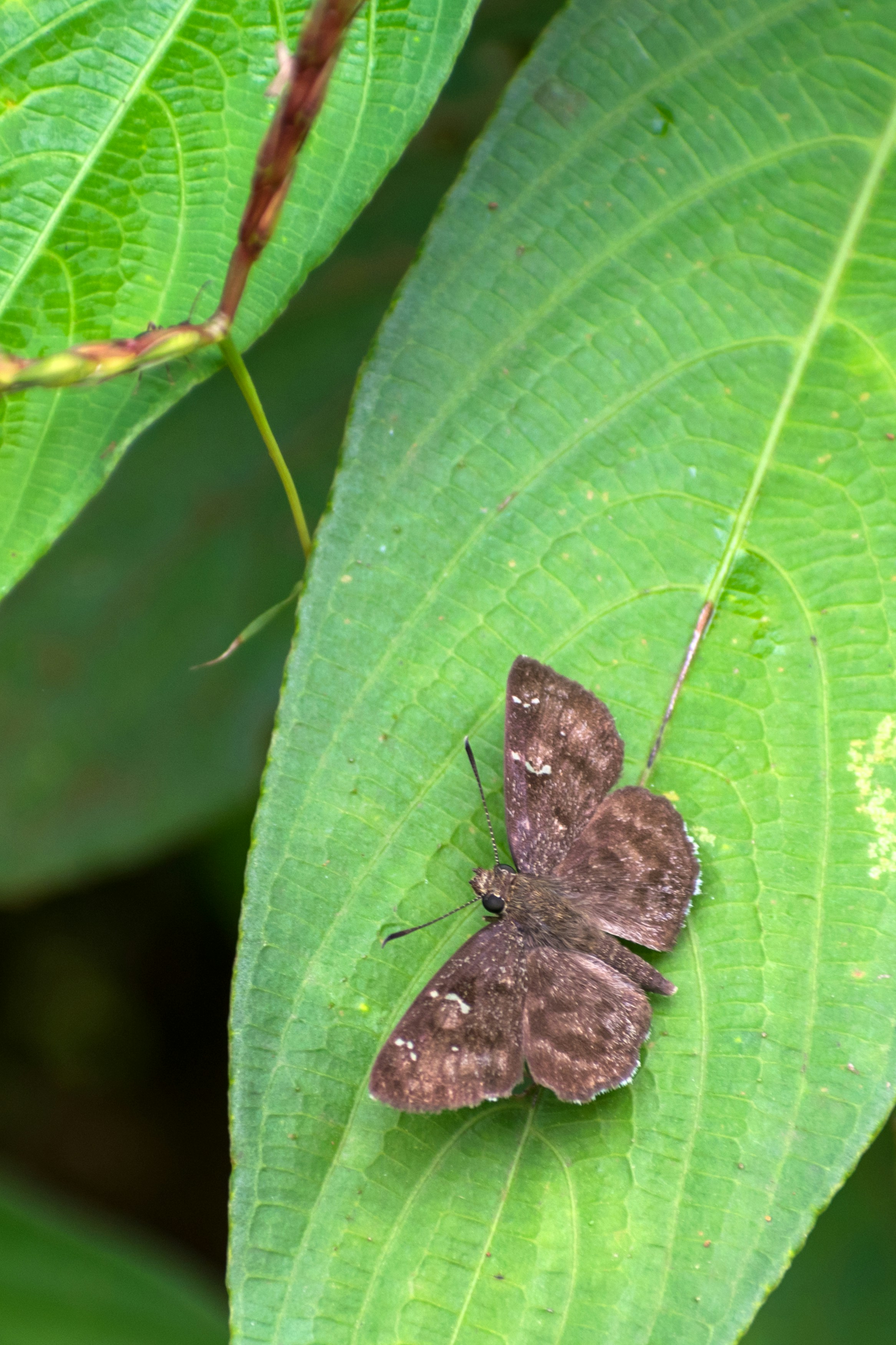 A brown butterfly sitting on top of a green leaf photo – Free Matheran ...