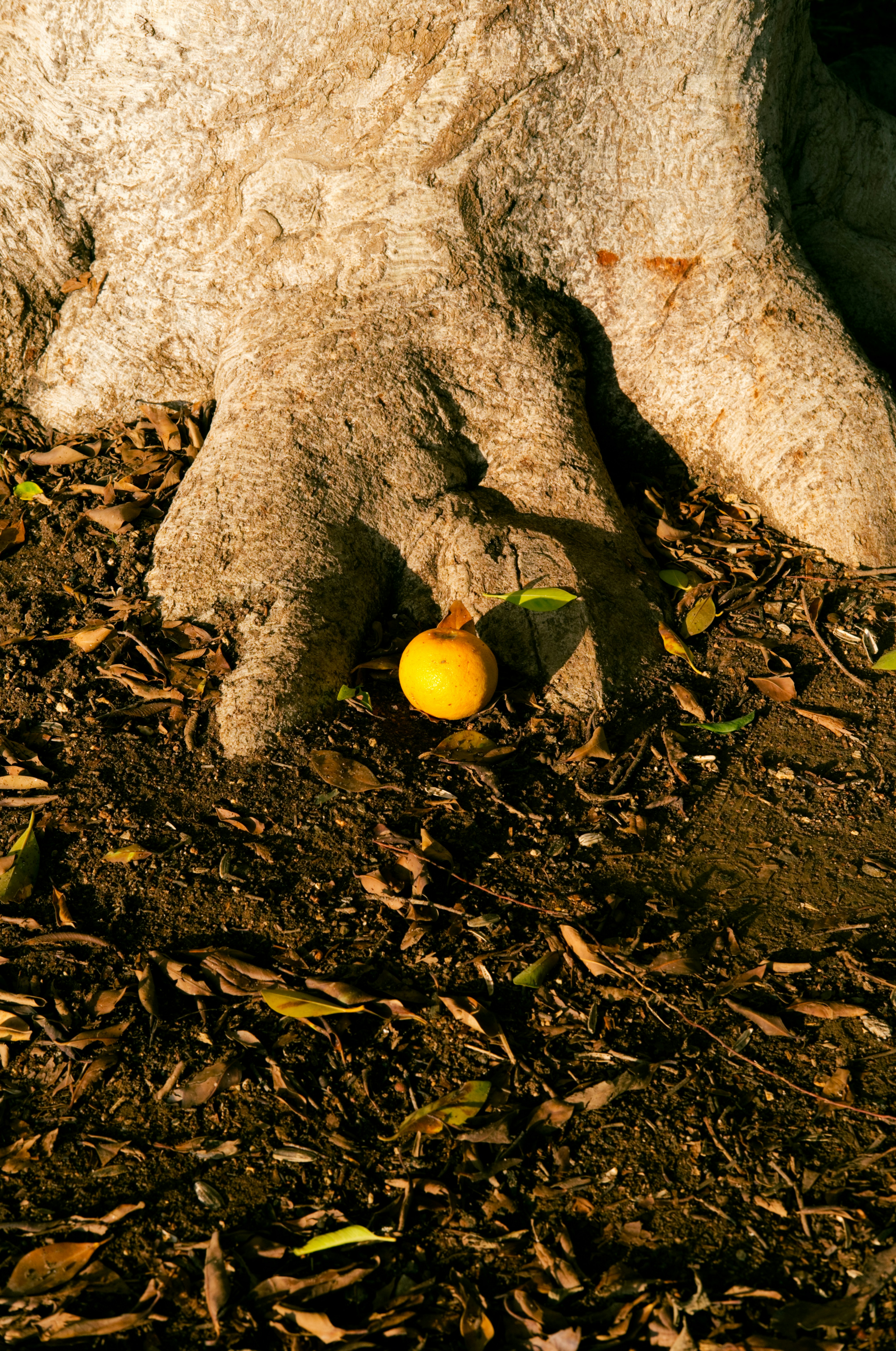 Sunlit Orange at the Foot of Ancient Roots