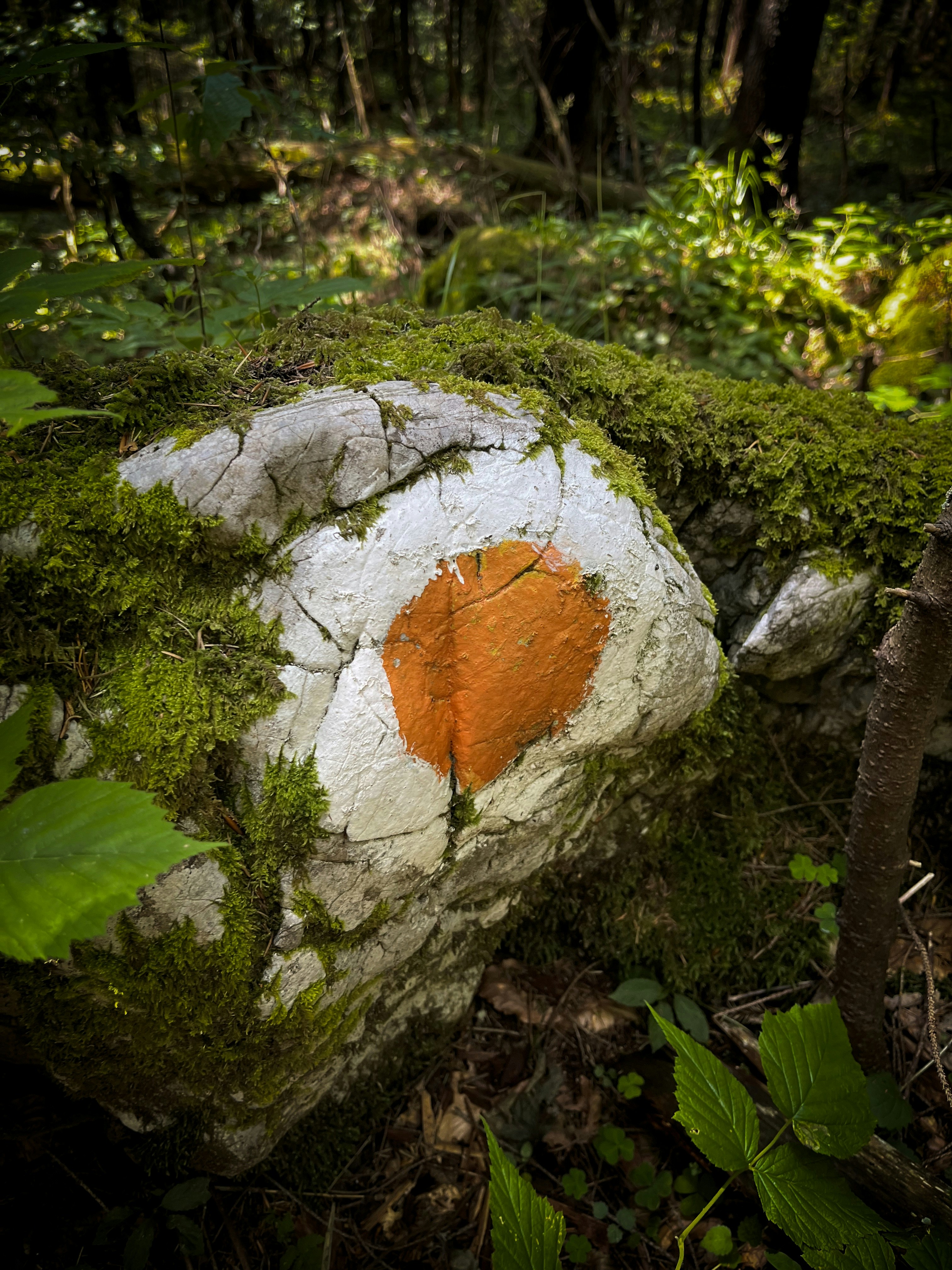 Orange Heart on Mossy Rock in a Sunlit Forest