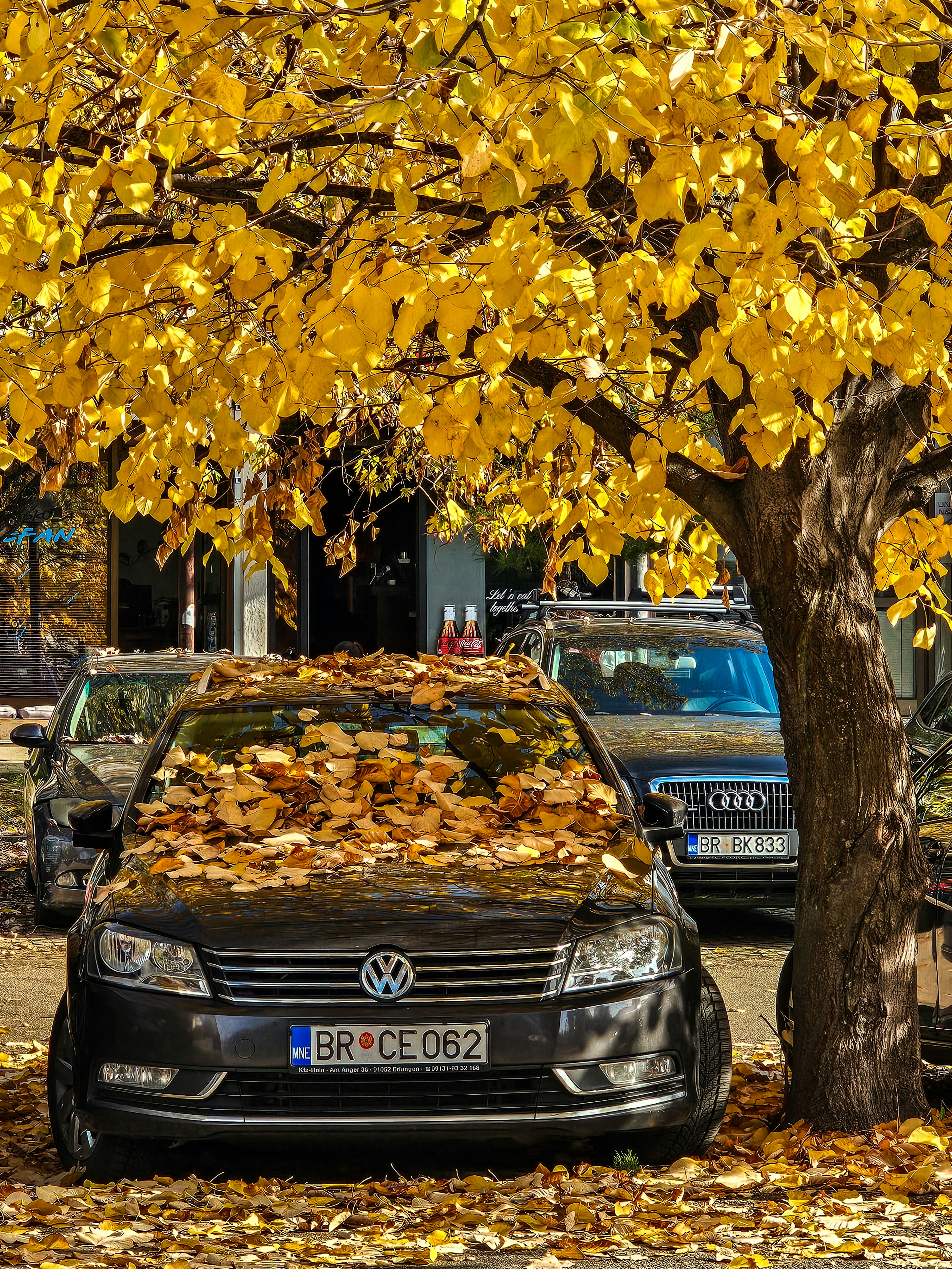 Golden Canopy Over a Parked VW in Autumn Light