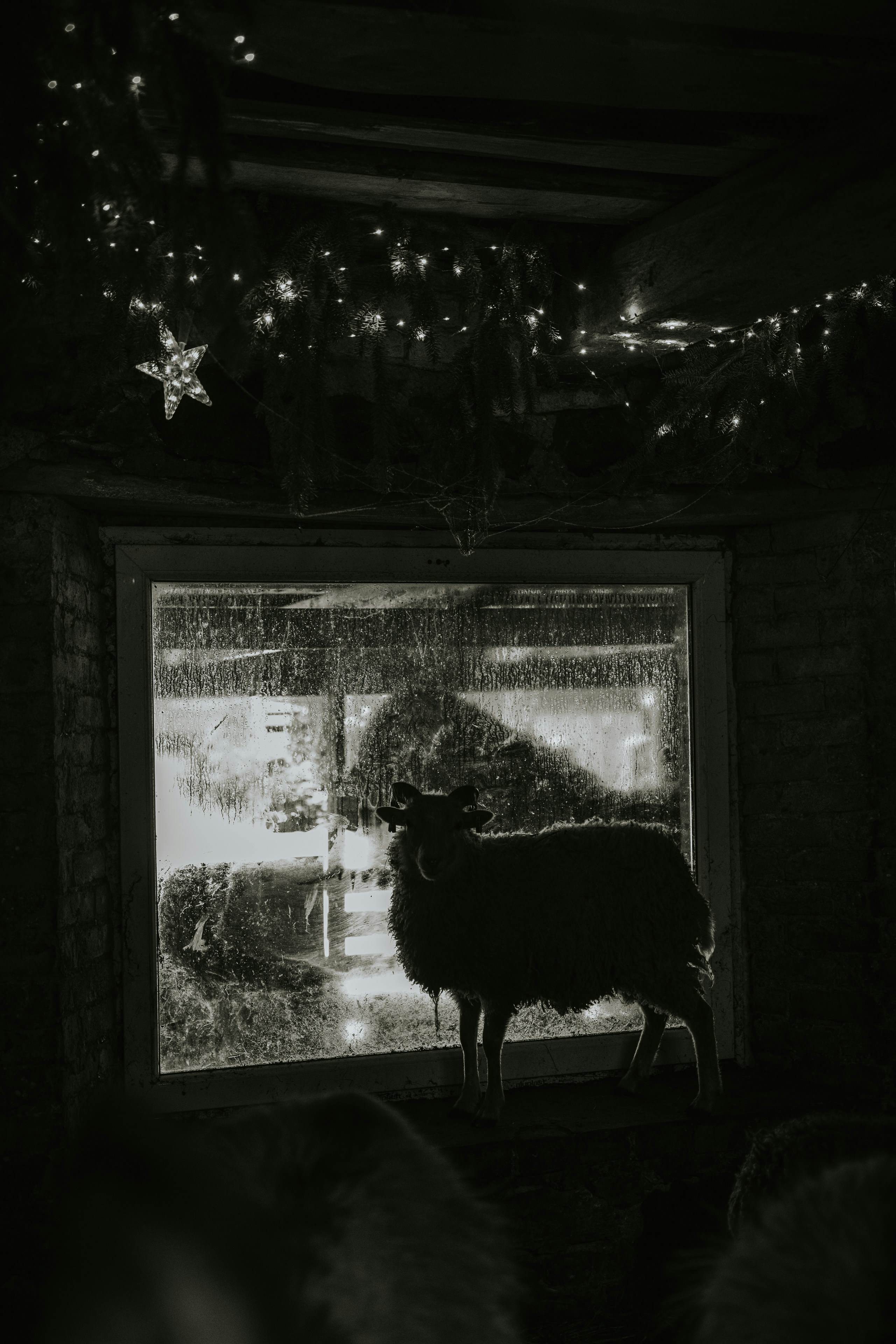 Silhouette by Frosted Glass: A Sheep Watches Winter Through Festive Lights