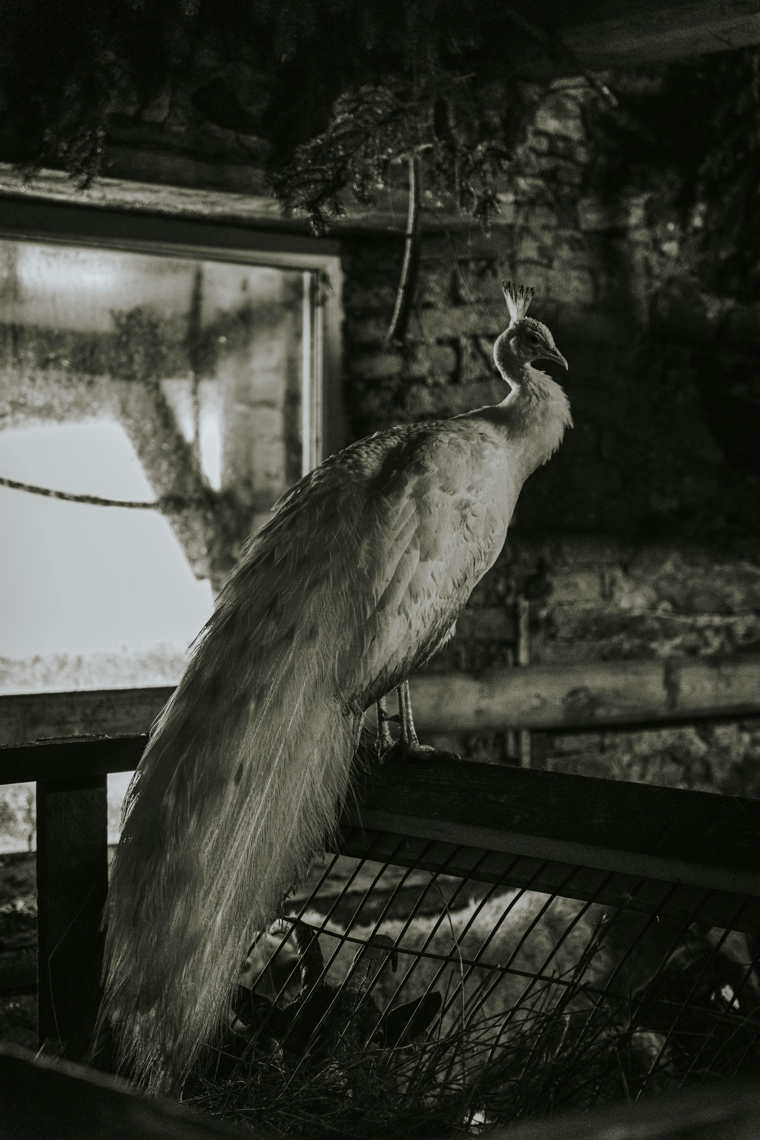 White peacock perched on a wooden enclosure, illuminated by soft light filtering through a window. The scene captures the serene beauty of the bird amidst a rustic backdrop.