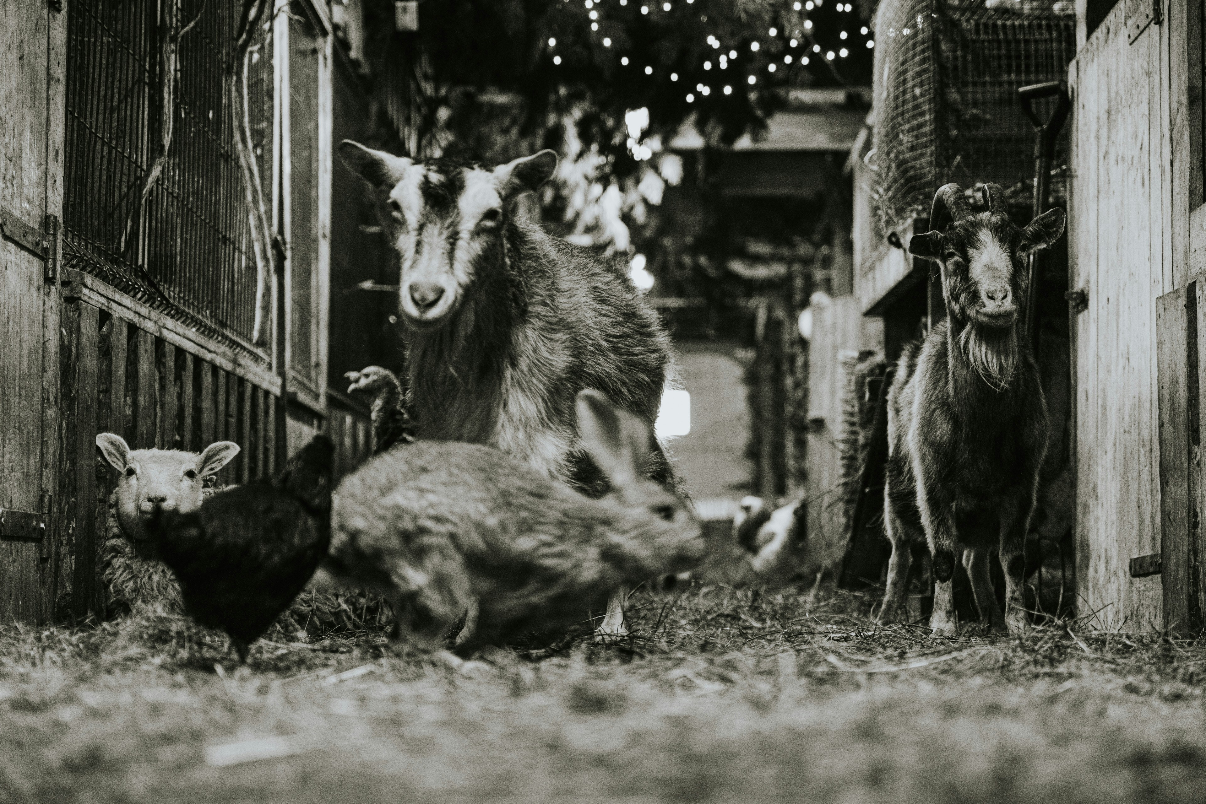 A lively scene in a farmyard featuring goats, a rabbit, and a pig amidst hay and rustic surroundings. The atmosphere is enhanced by twinkling lights in the background.