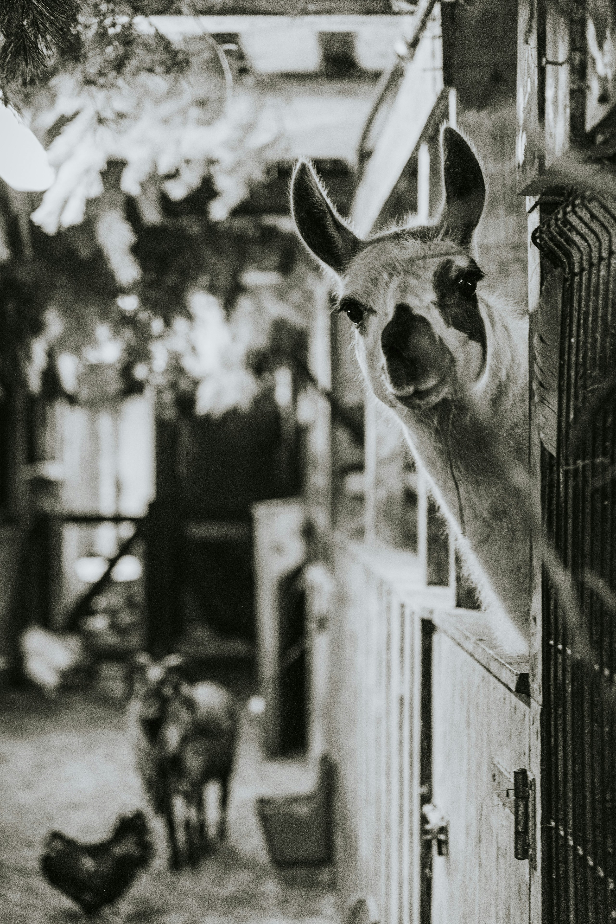 Gatekeeper Gaze: Monochrome Llama Portrait from a Farm Stall