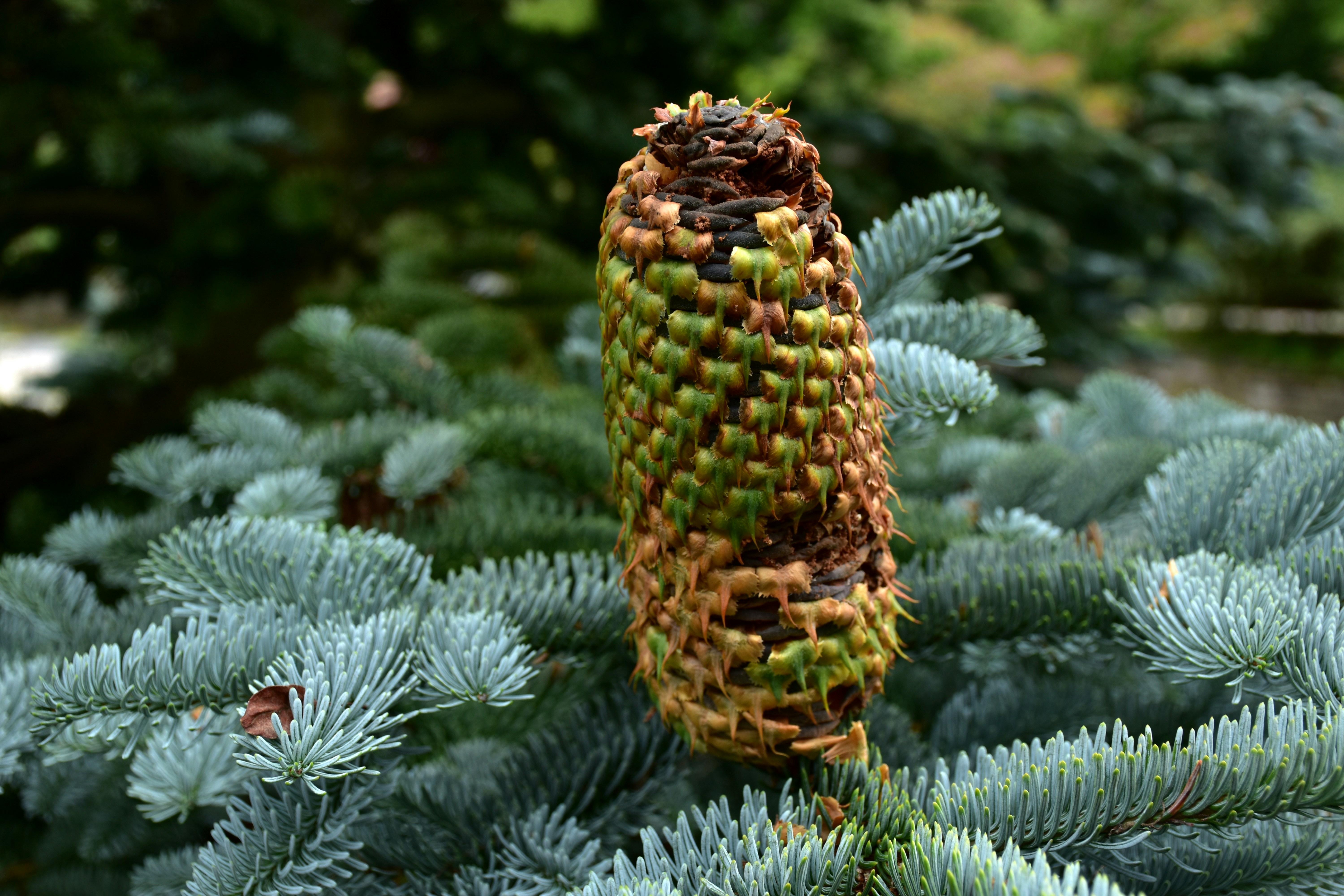 Pine Cone Emergence Amid Blue Spruce Needles