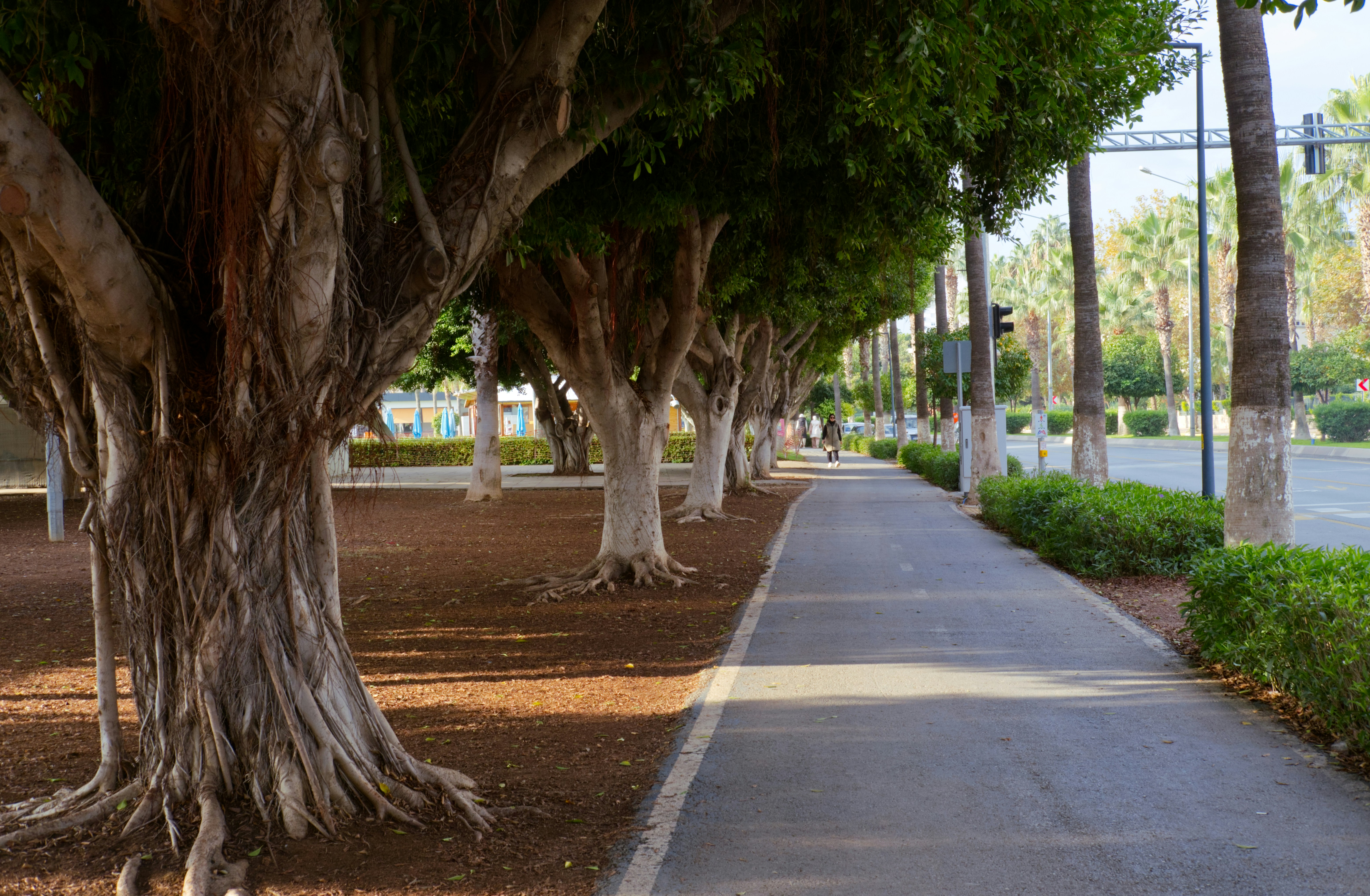A street lined with lots of trees next to a sidewalk photo – Free Woman ...