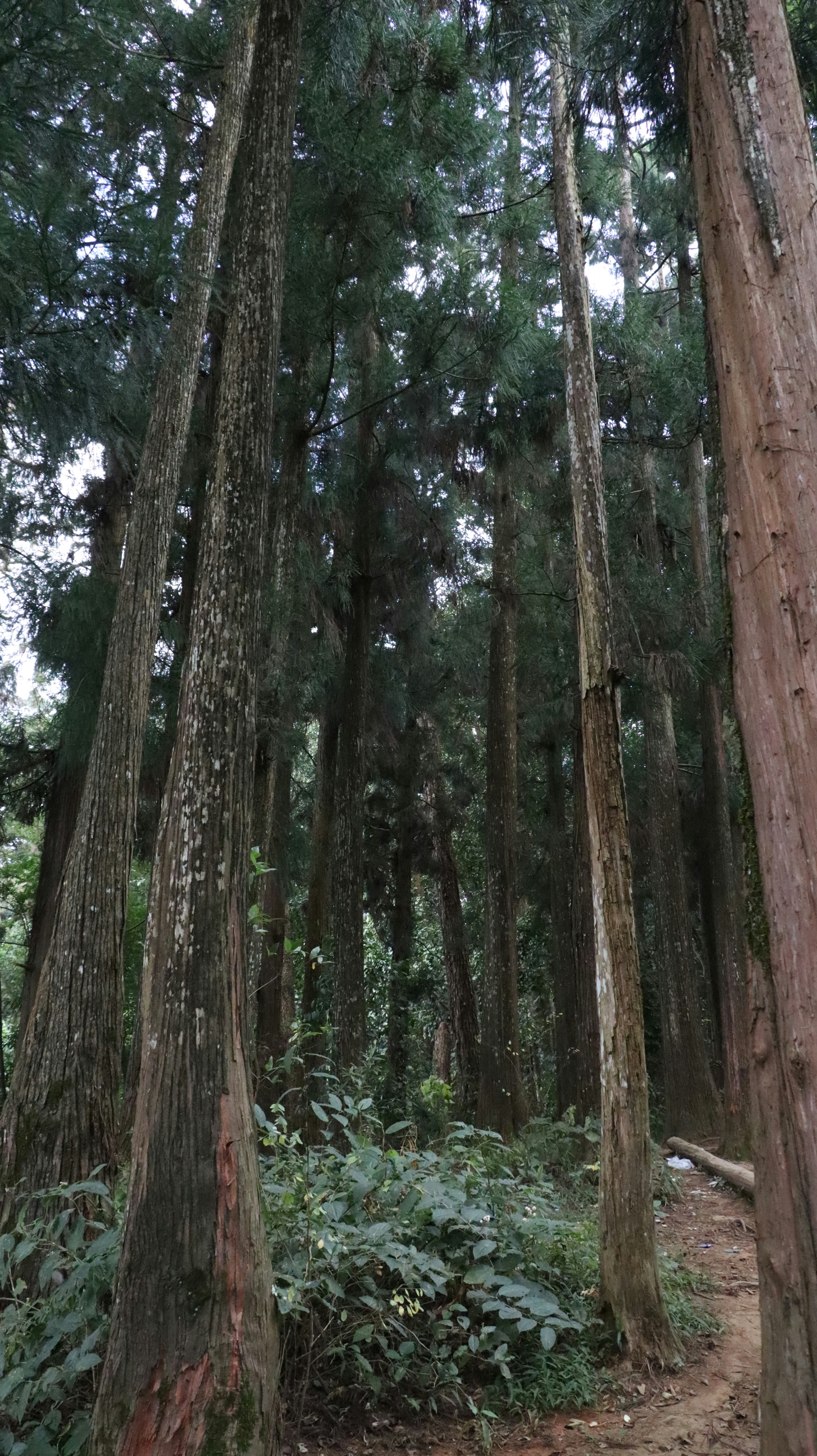 Between Giant Trunks: A Quiet Forest Path