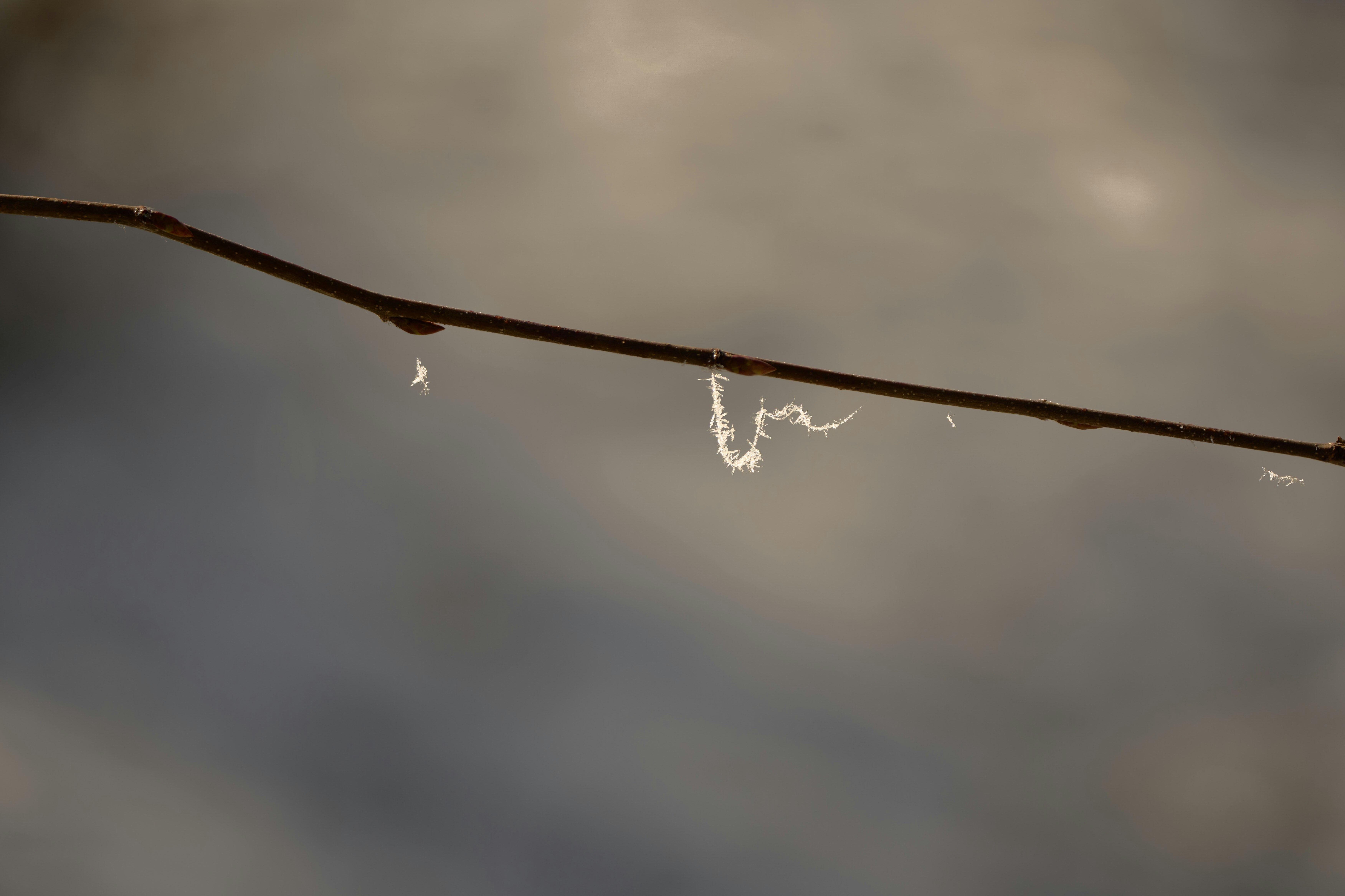A branch with drops of water hanging from it photo – Free Nature Image ...