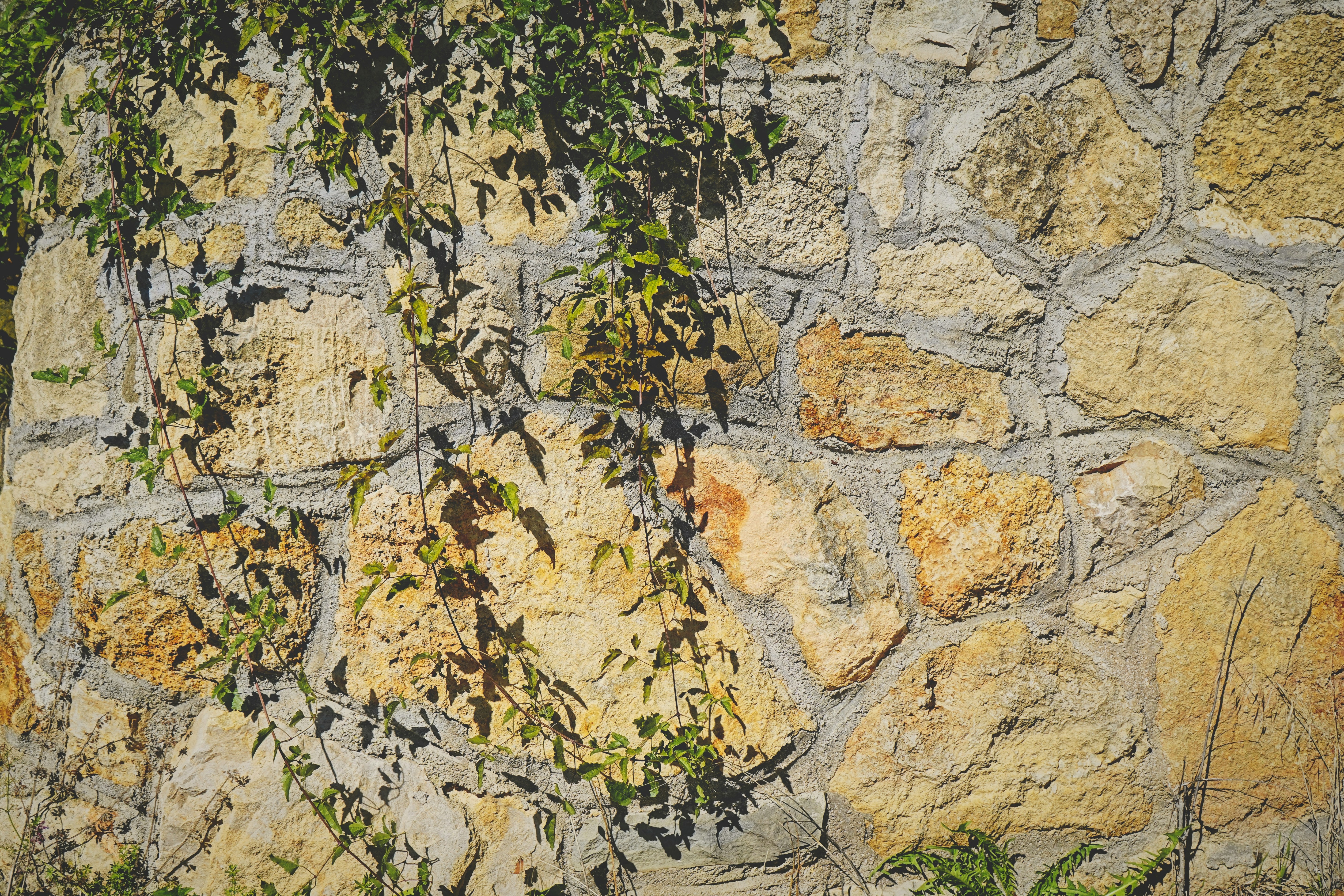 Vibrant green vines intertwine with a weathered stone wall, showcasing the harmony between nature and architecture.