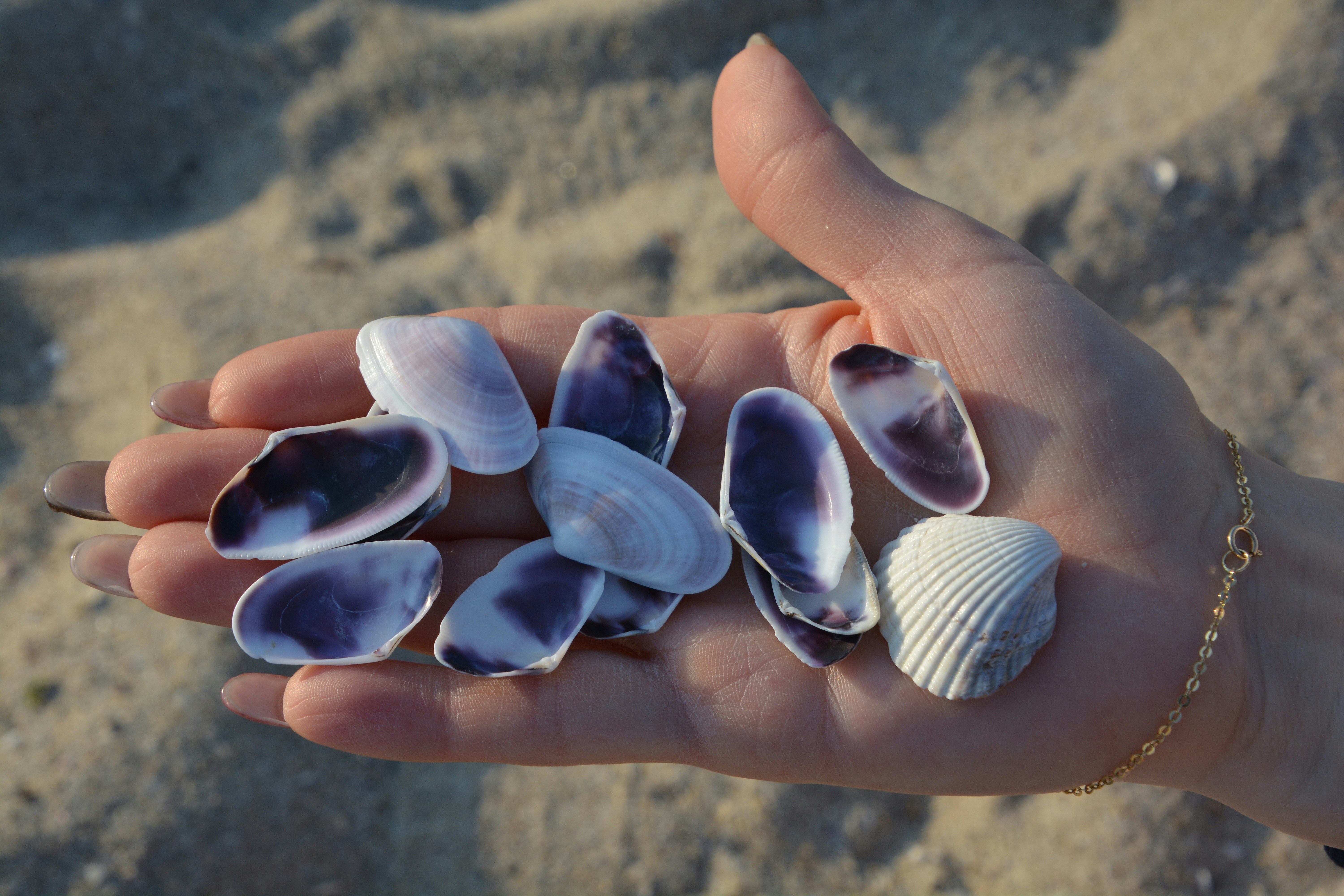 A person holding a bunch of seashells in their hand photo – Free ...