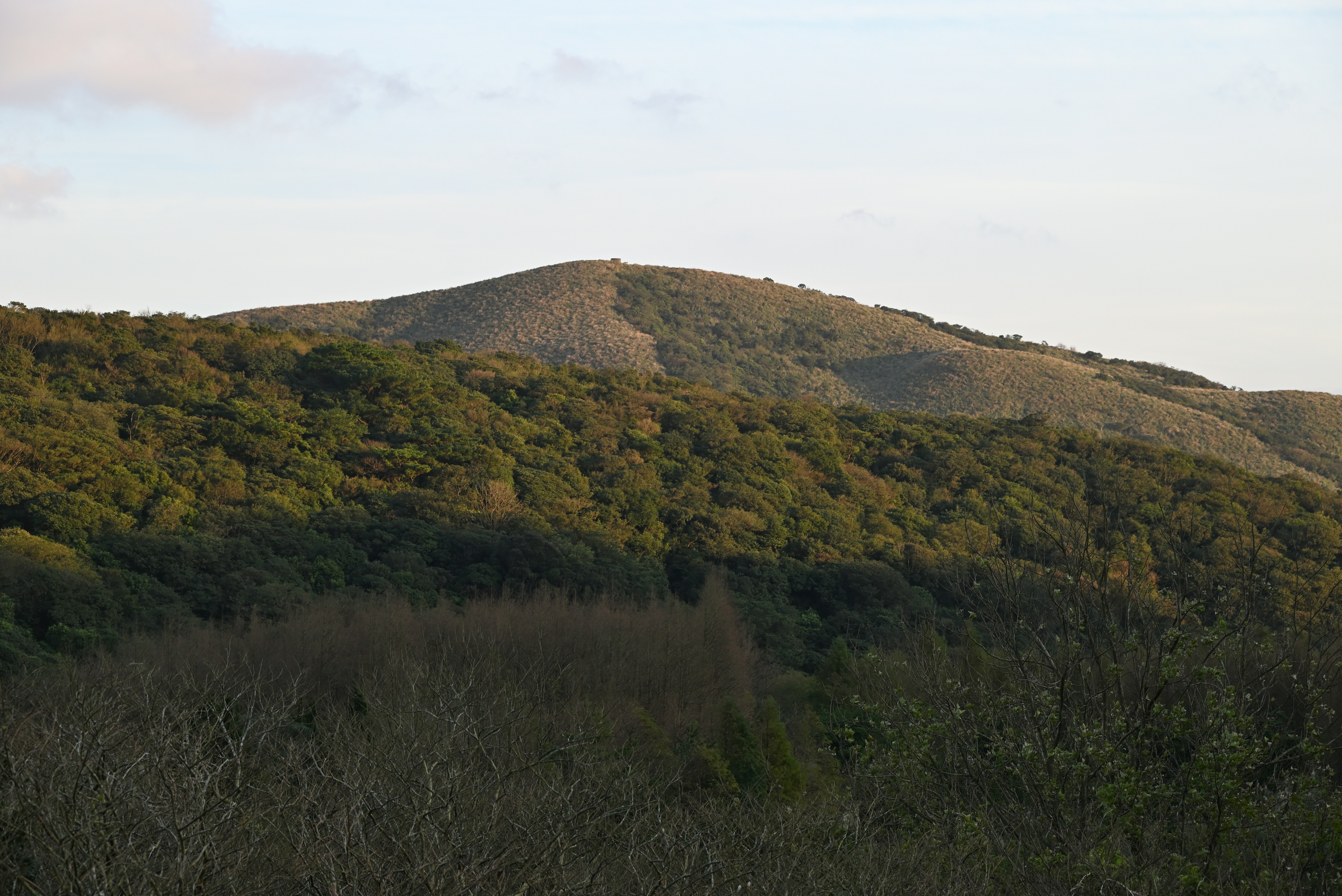 Dawn on the Amber Ridge: A Quiet Forest Horizon
