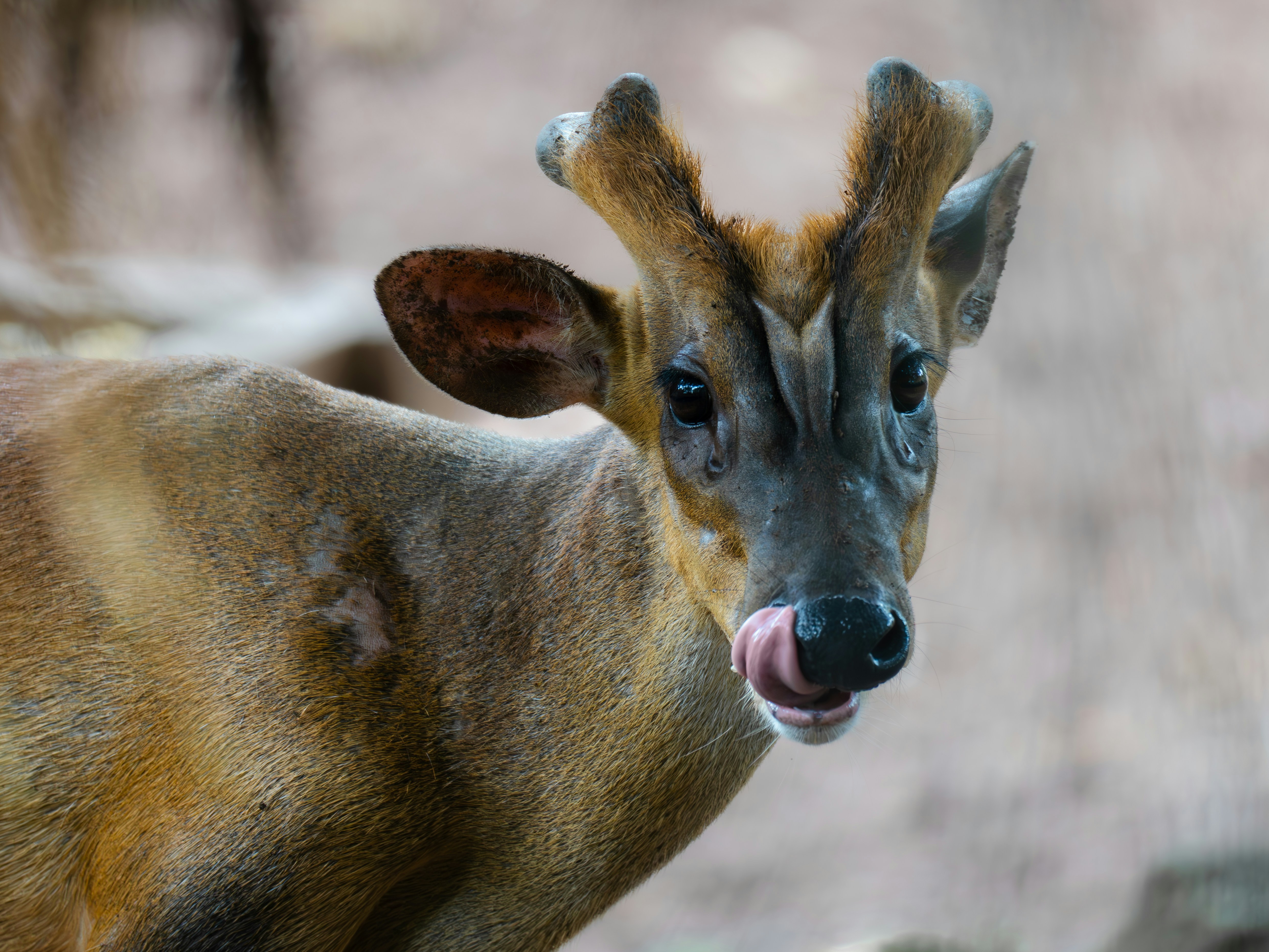 Tongue-out Moment: a curious deer in soft woodland light