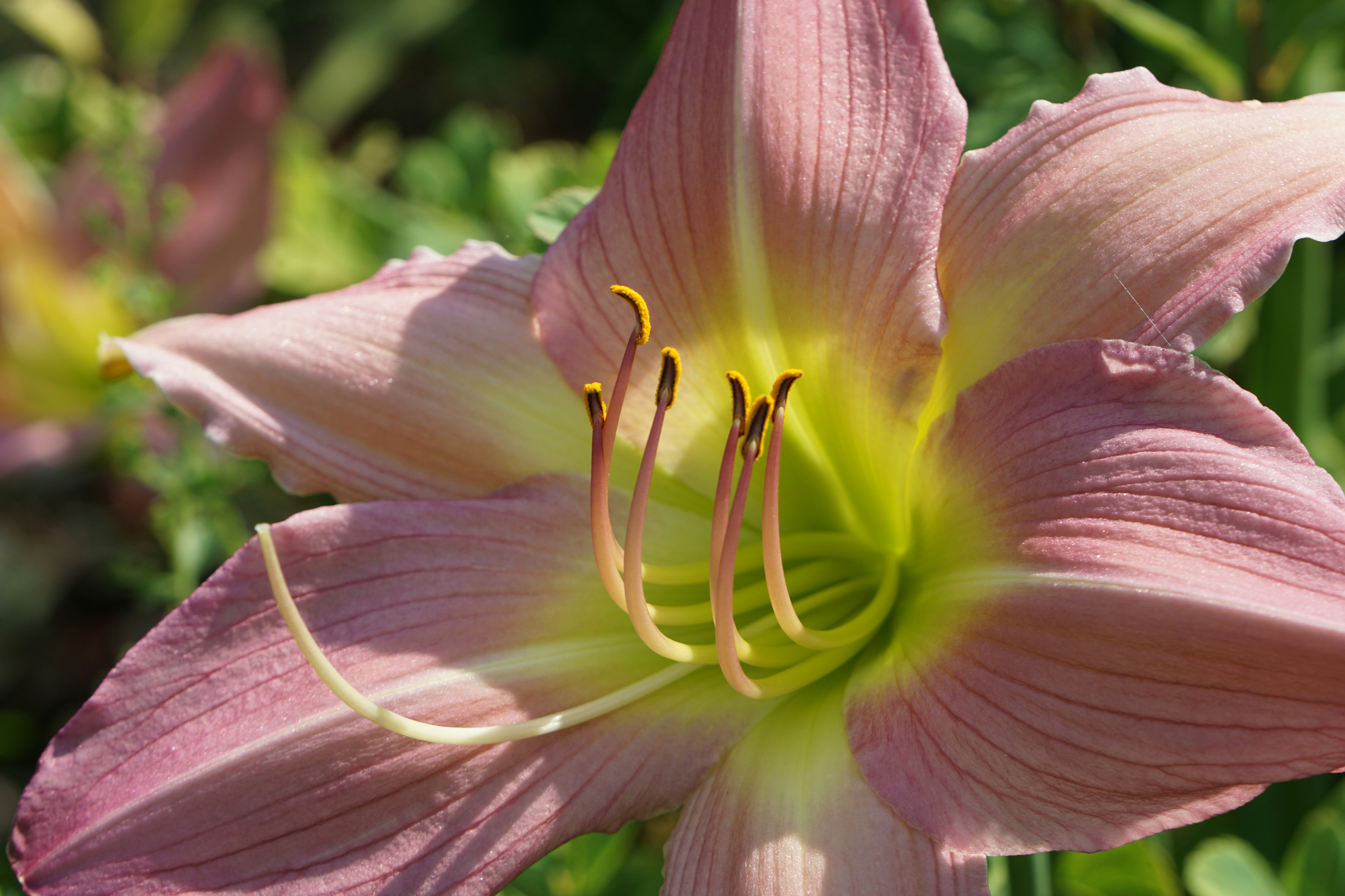 Whispers of Spring: The Elegance of a Blooming Lily