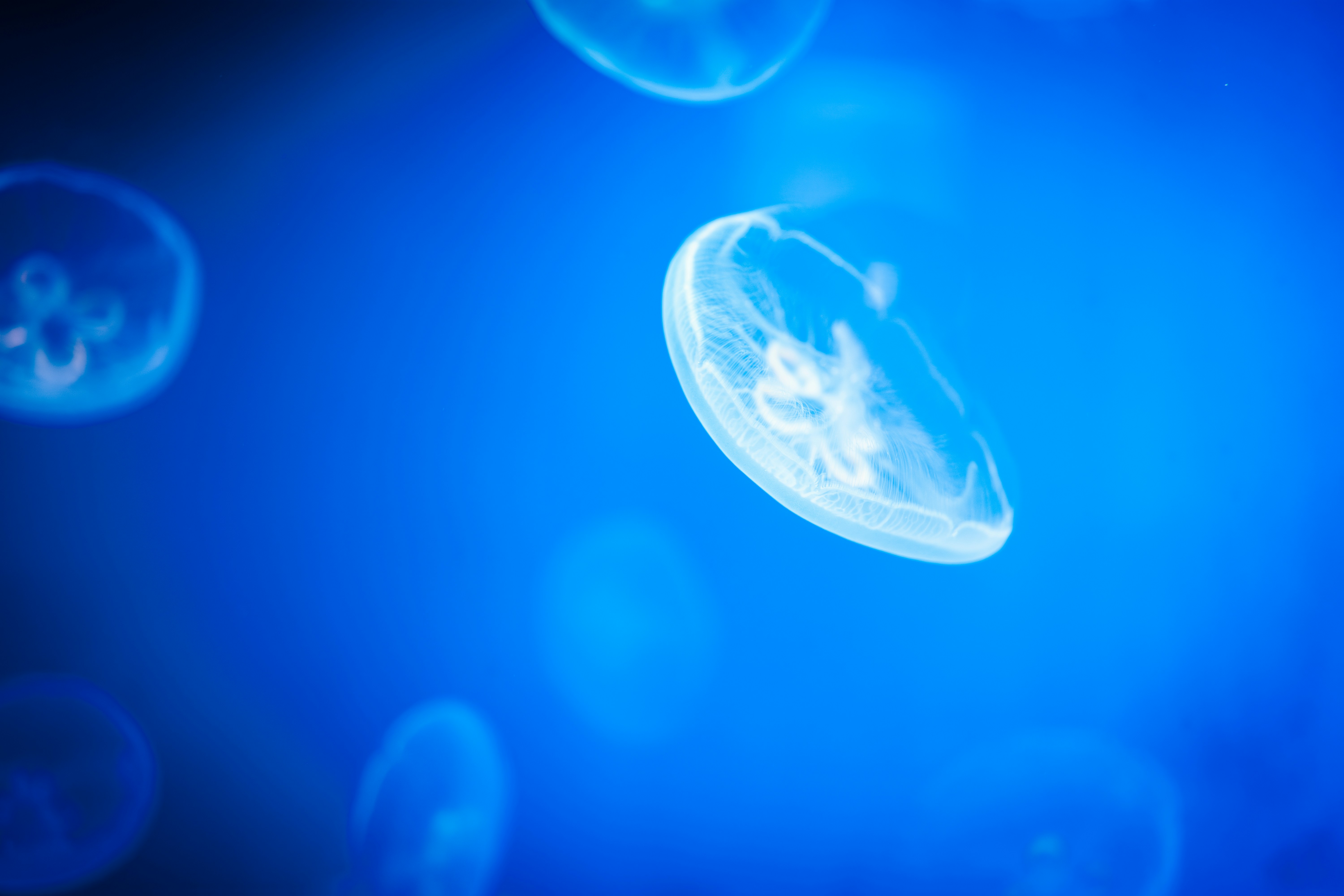 Jellylight Drift: a solitary glow through cobalt depths