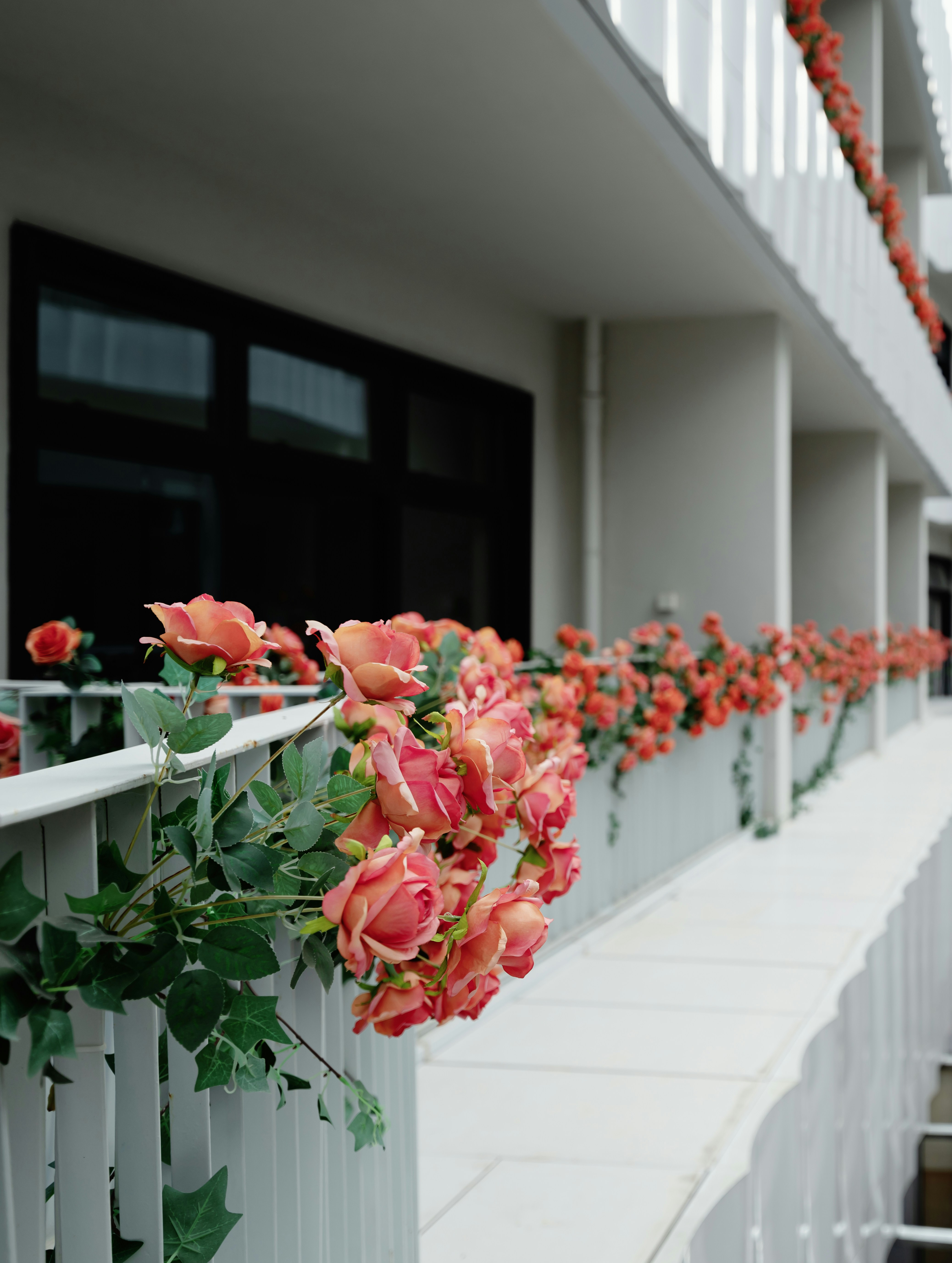 Rose Line Along a Modern Balcony Railing