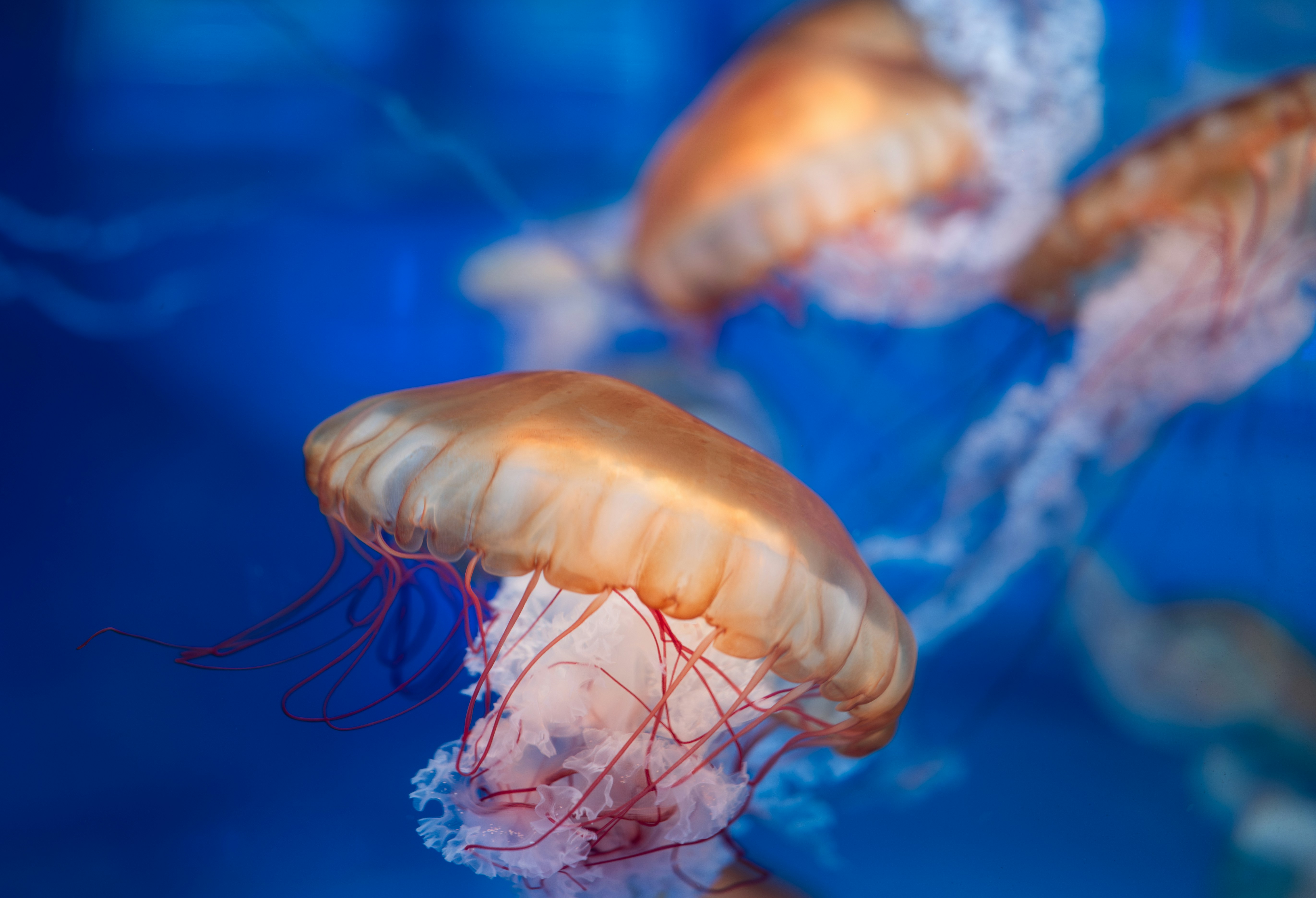 Amber Bell Jellyfish: Drift through Cerulean Aquarium Currents