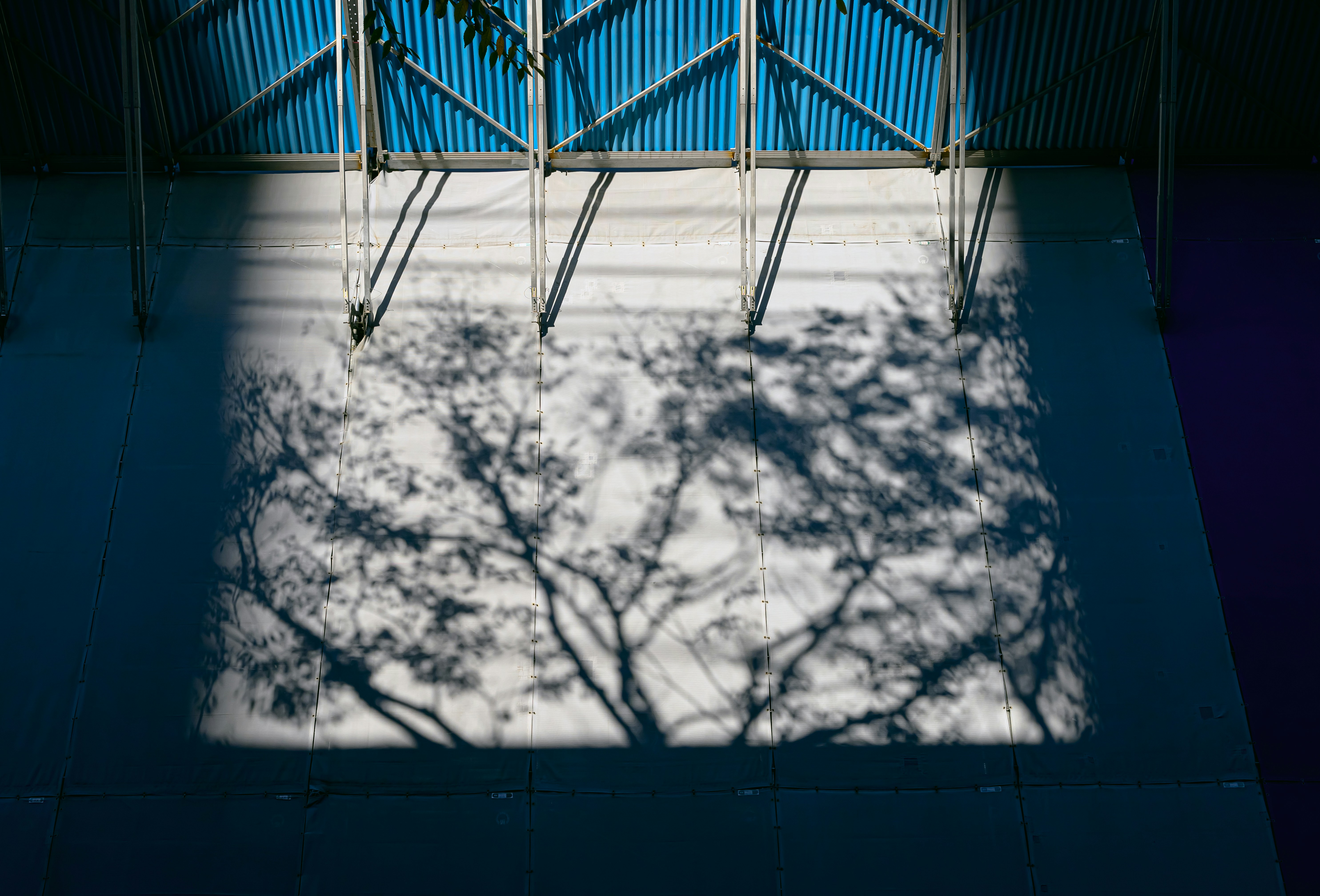 A shadow of a tree on the ground photo – Free Window Image on Unsplash
