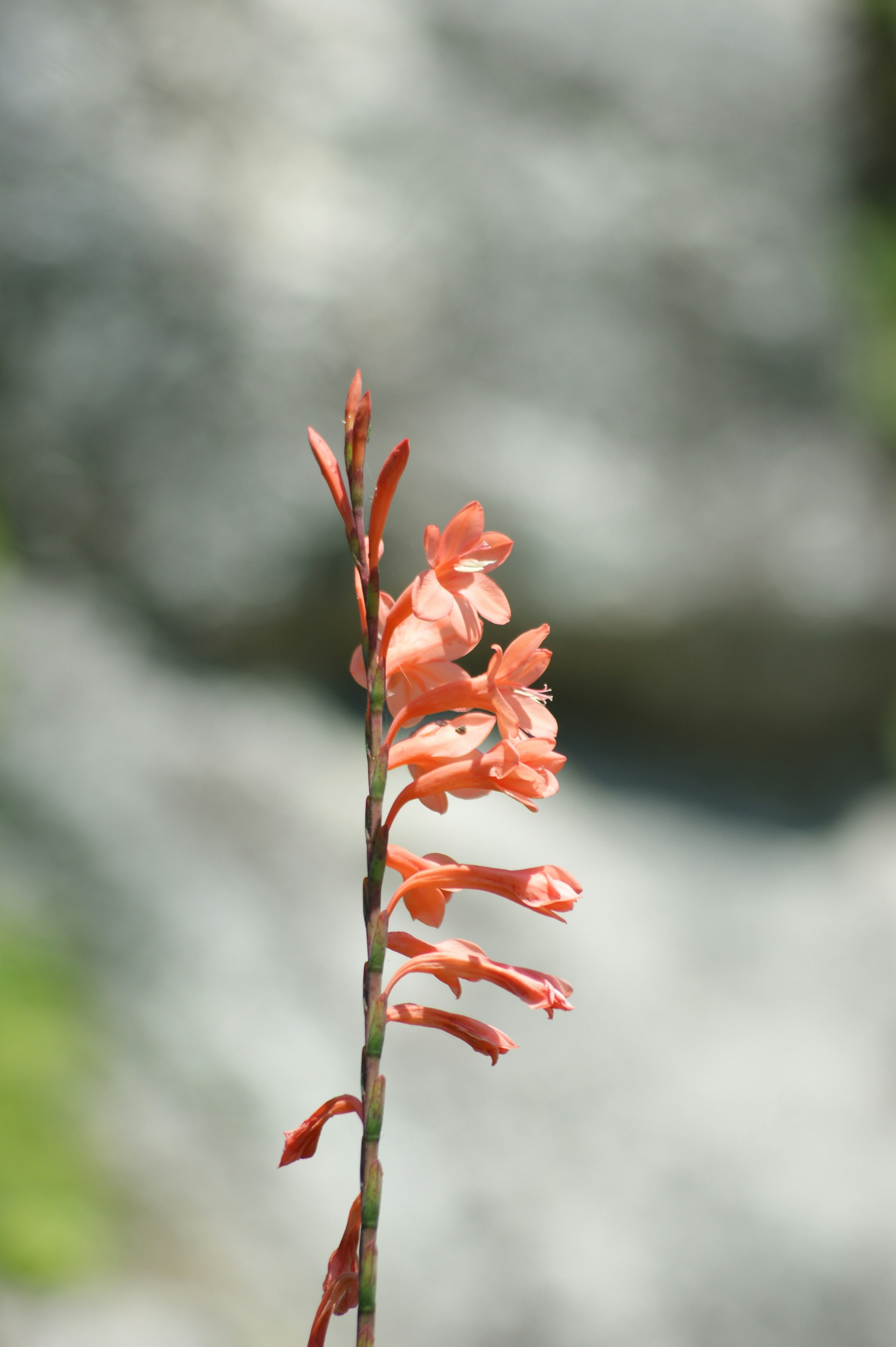 Coral Spike in Soft Focus: A Minimal Bloom Against a Quiet Backdrop