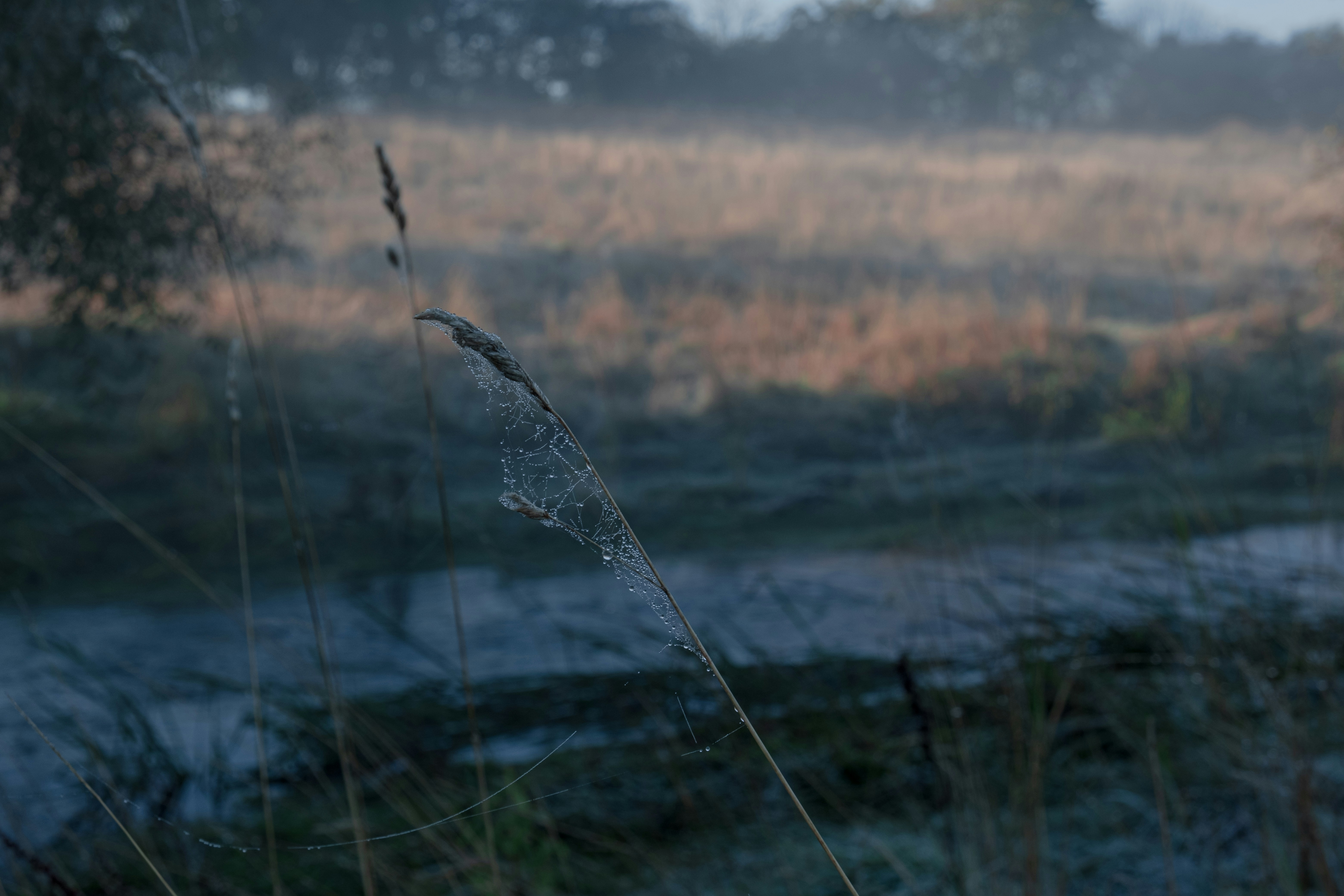 Dew-Flecked Grass in a Quiet Dawn Field