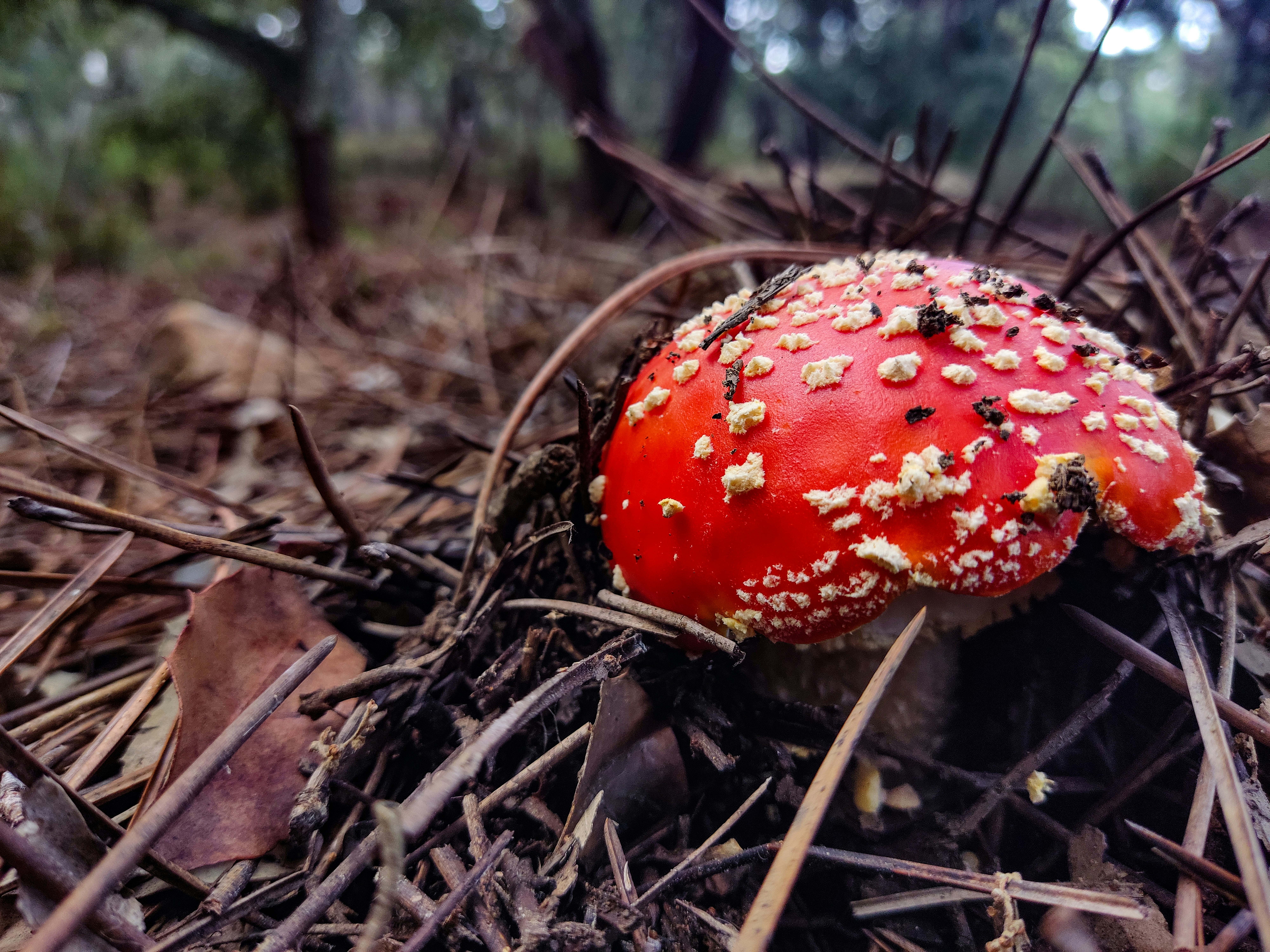 Nature's Vibrant Enigma: The Scarlet Mushroom