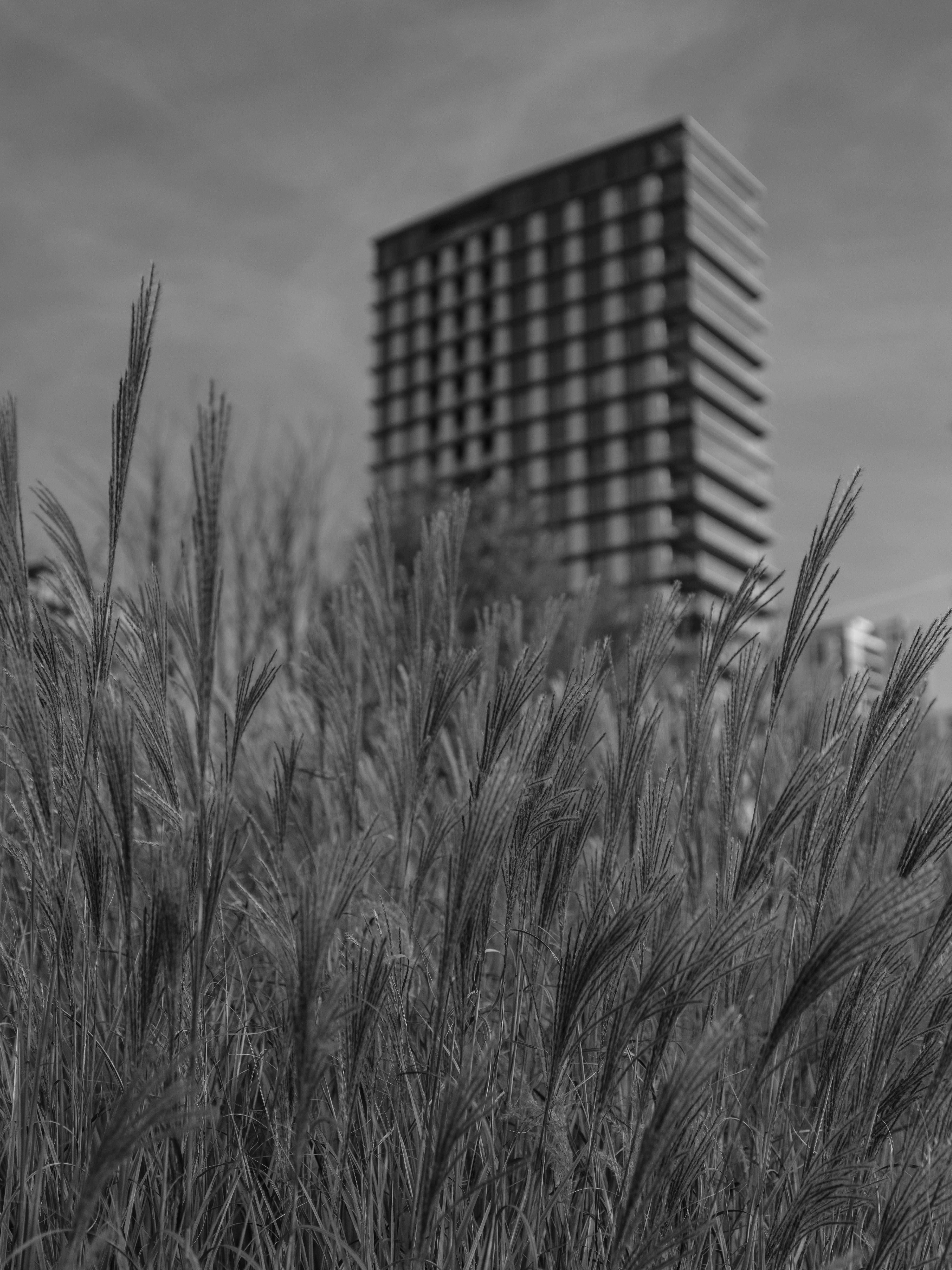 apartment building at almere duin