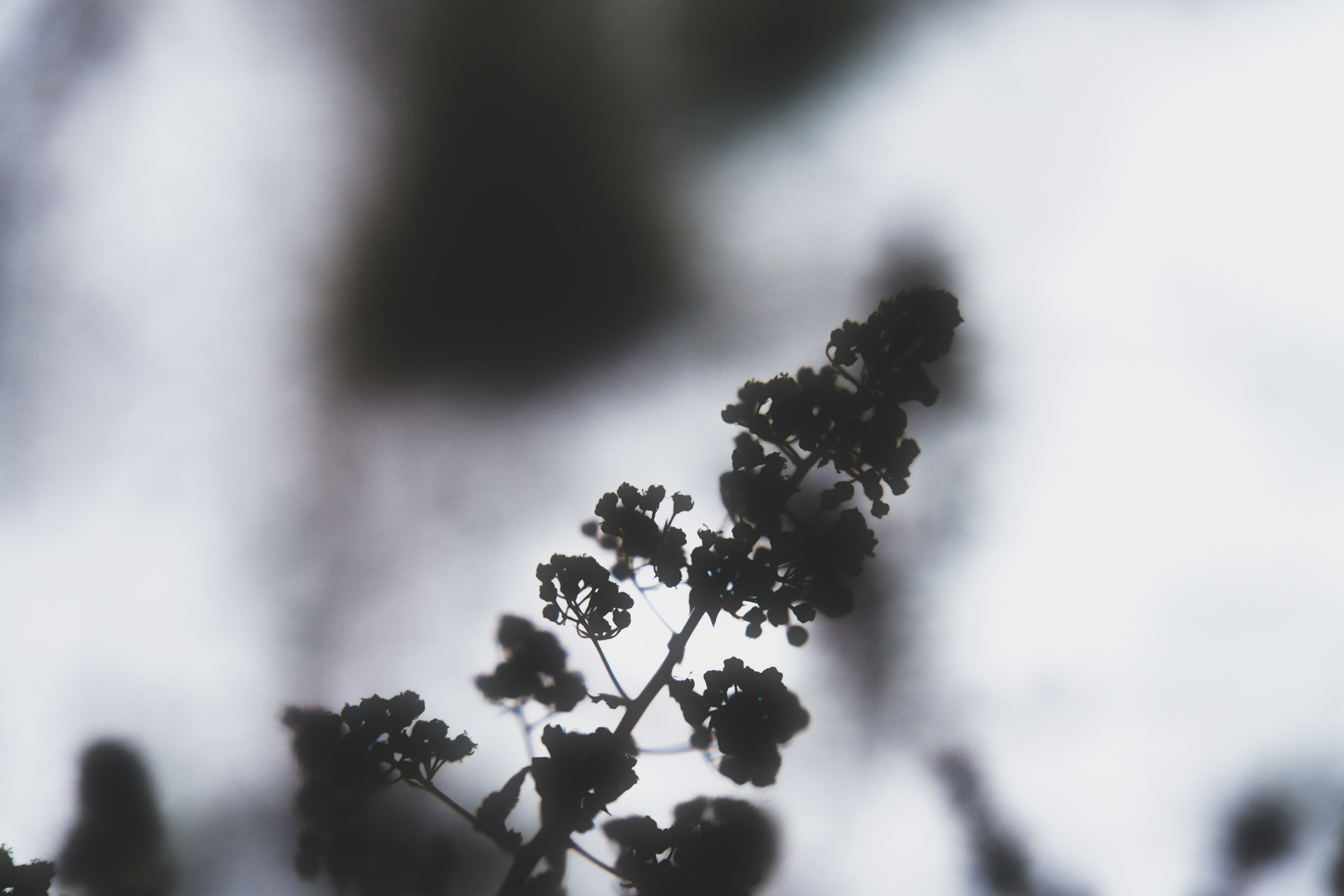 Whispering Blossoms in a Velvet Blur