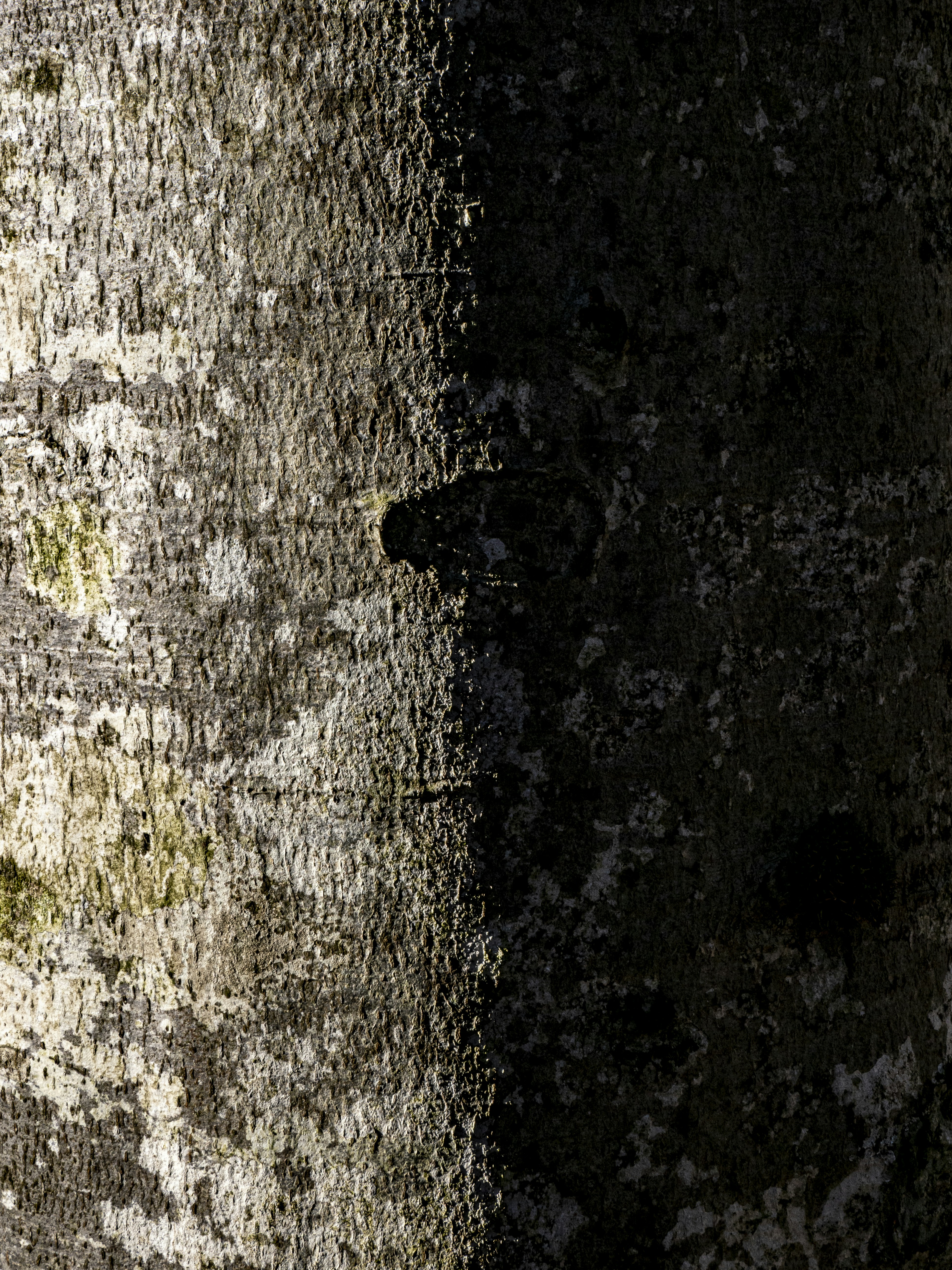 The Dark Divider: Bark Texture Framed by Light and Shadow