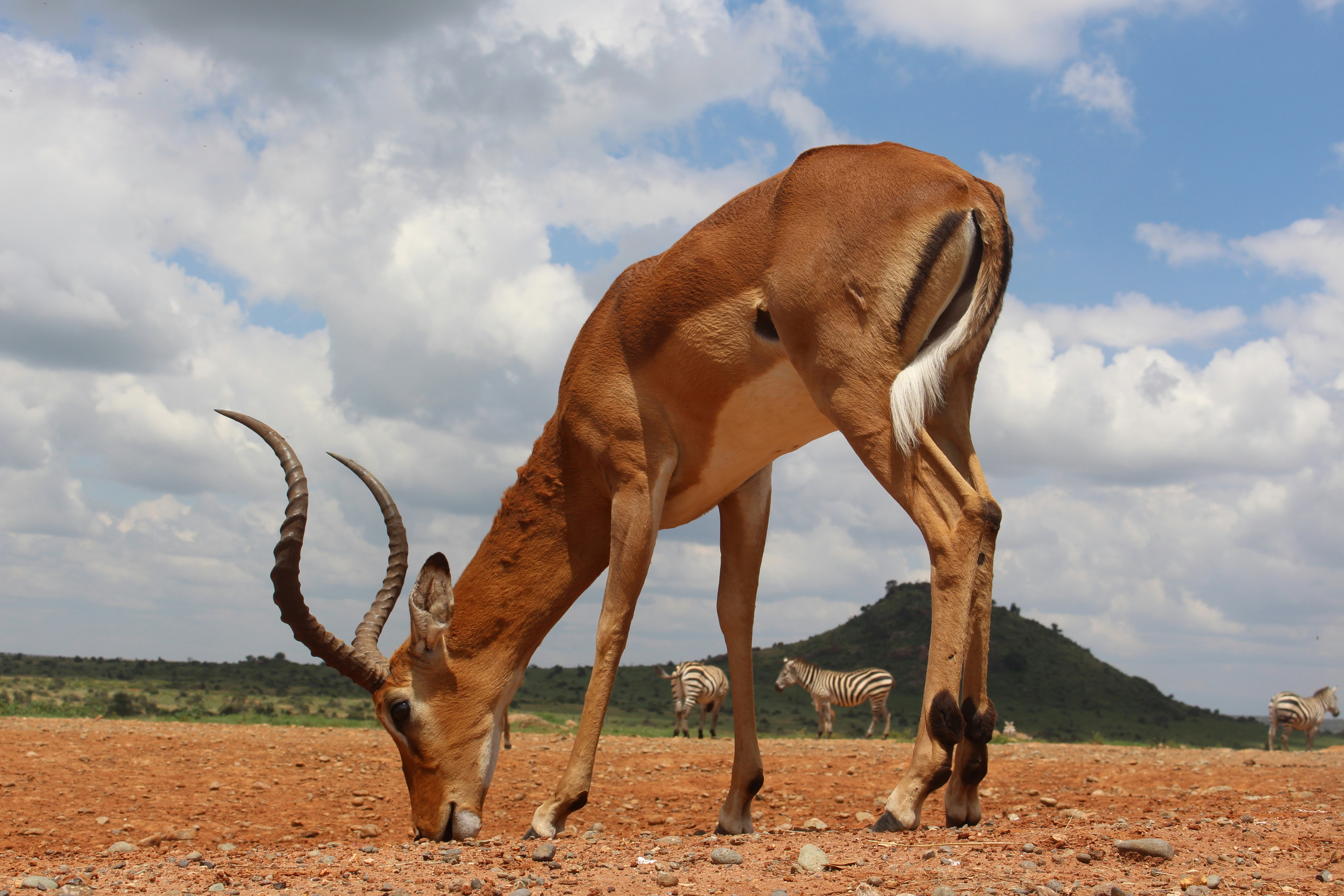 Grazing on Red Dust: Antelope in a Wide African Savanna