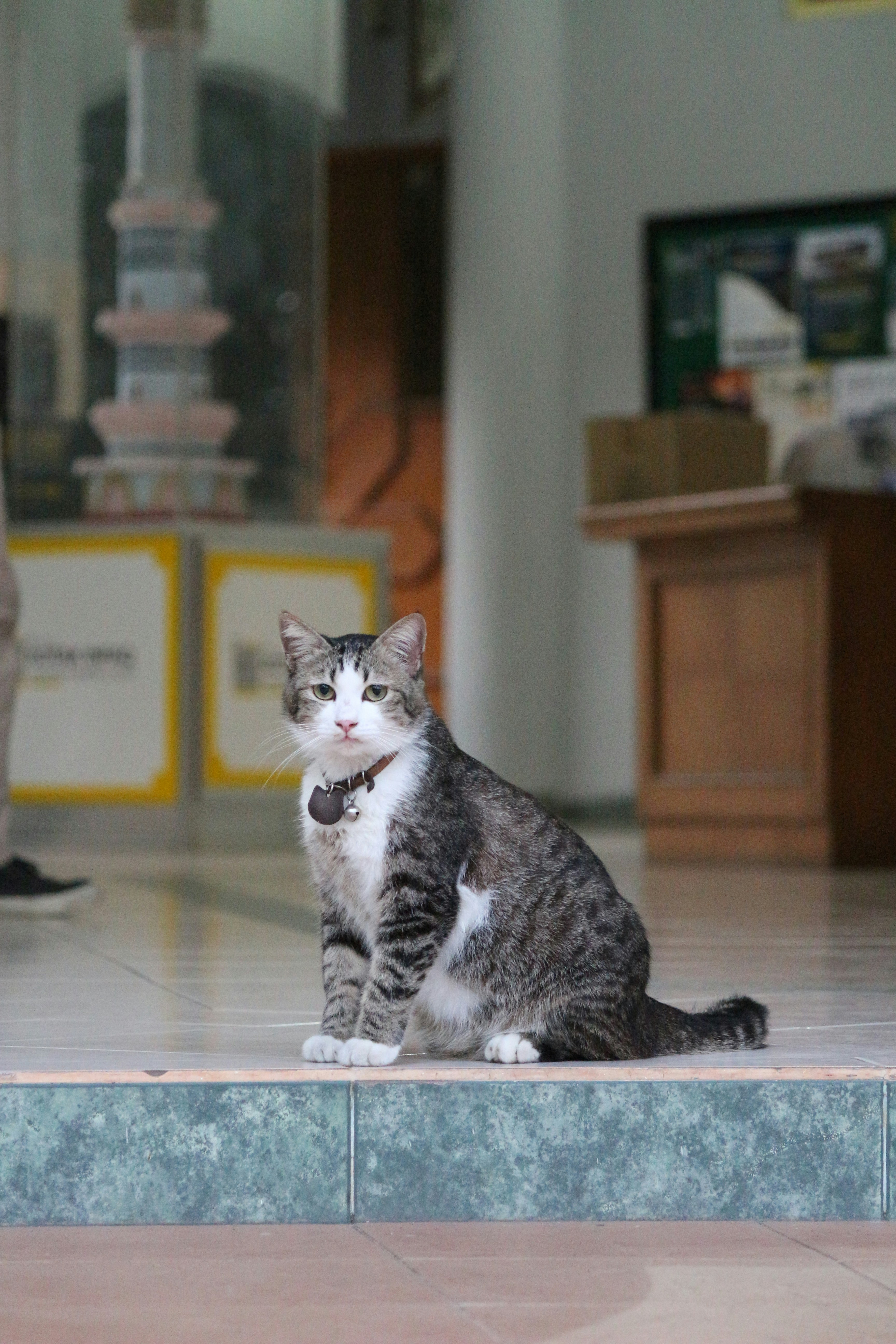 A cat sitting on a step in a building photo – Free Masjid kampus ugm ...