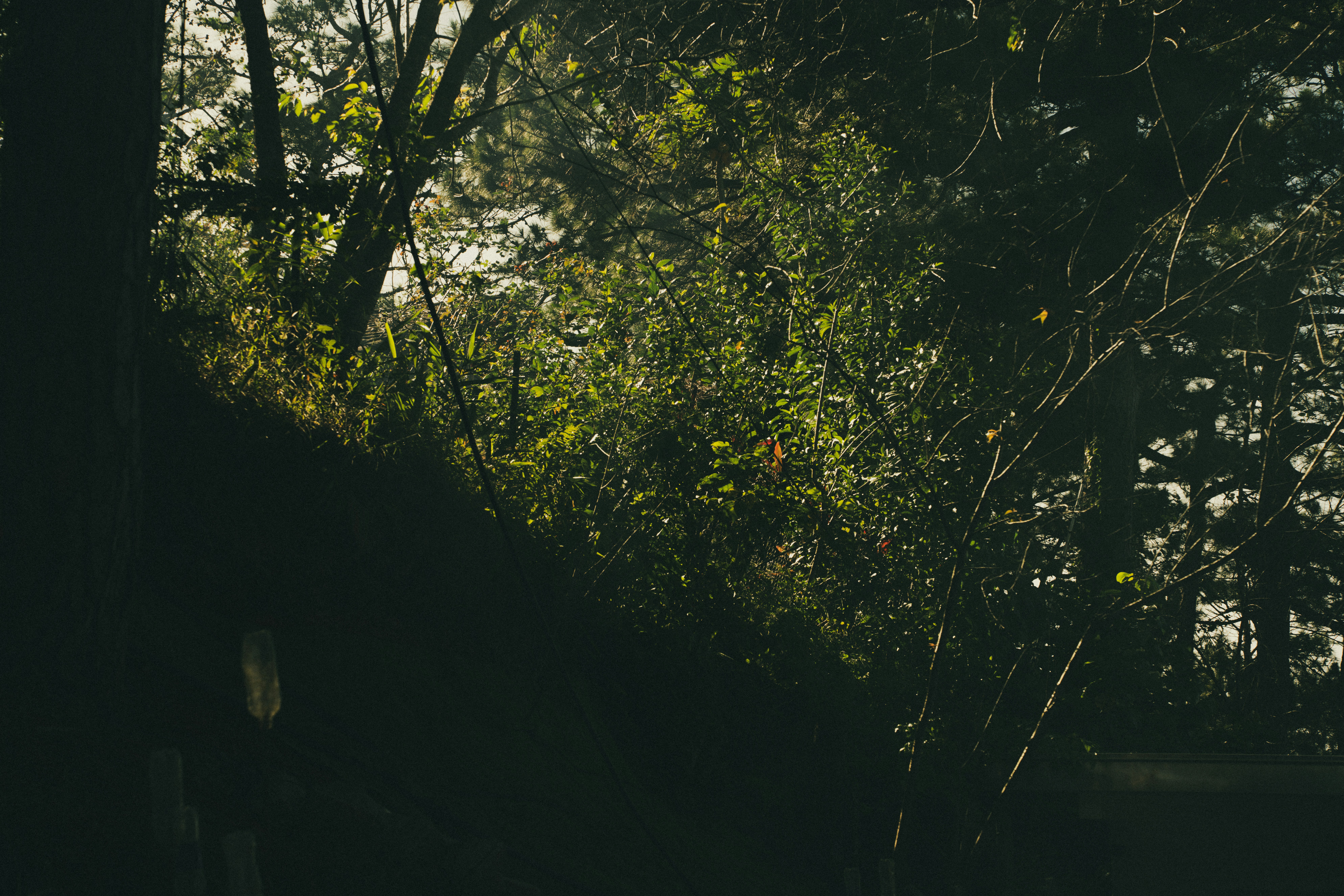 Photo by Quang Huy Nguyễn with Sony Alpha 7R III