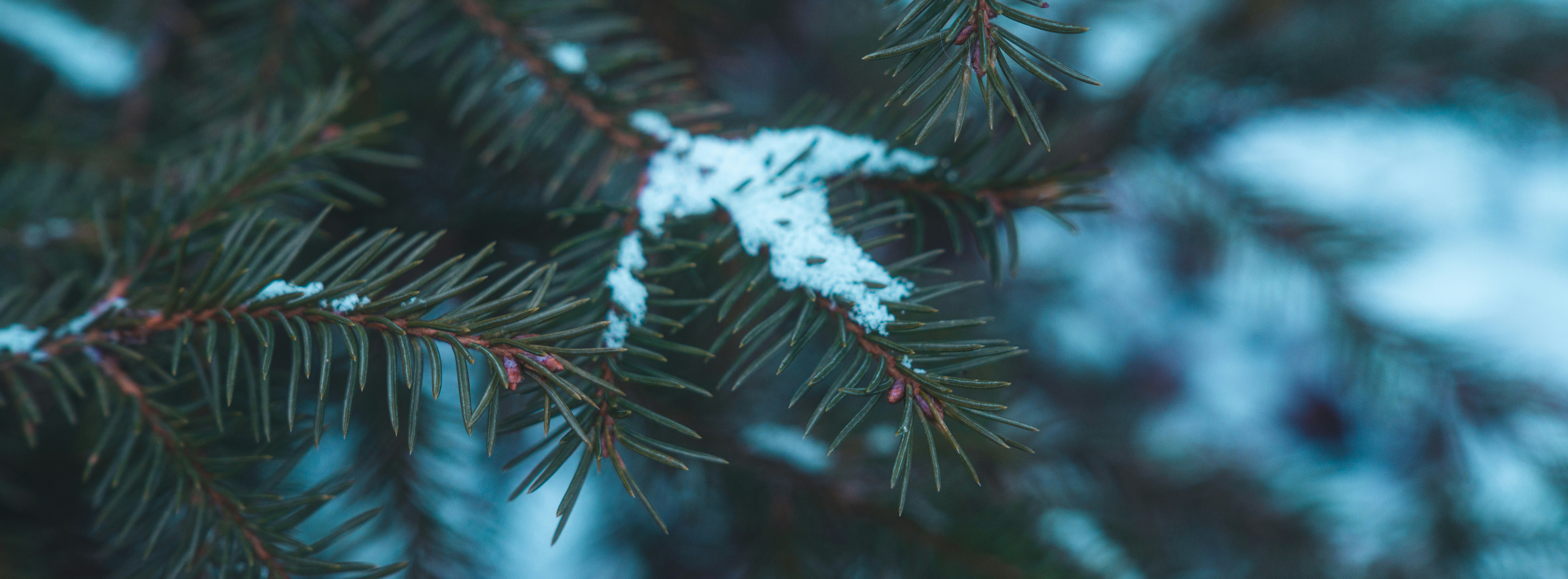 Snow-kissed Pine Needles in a Blue Winter Glow