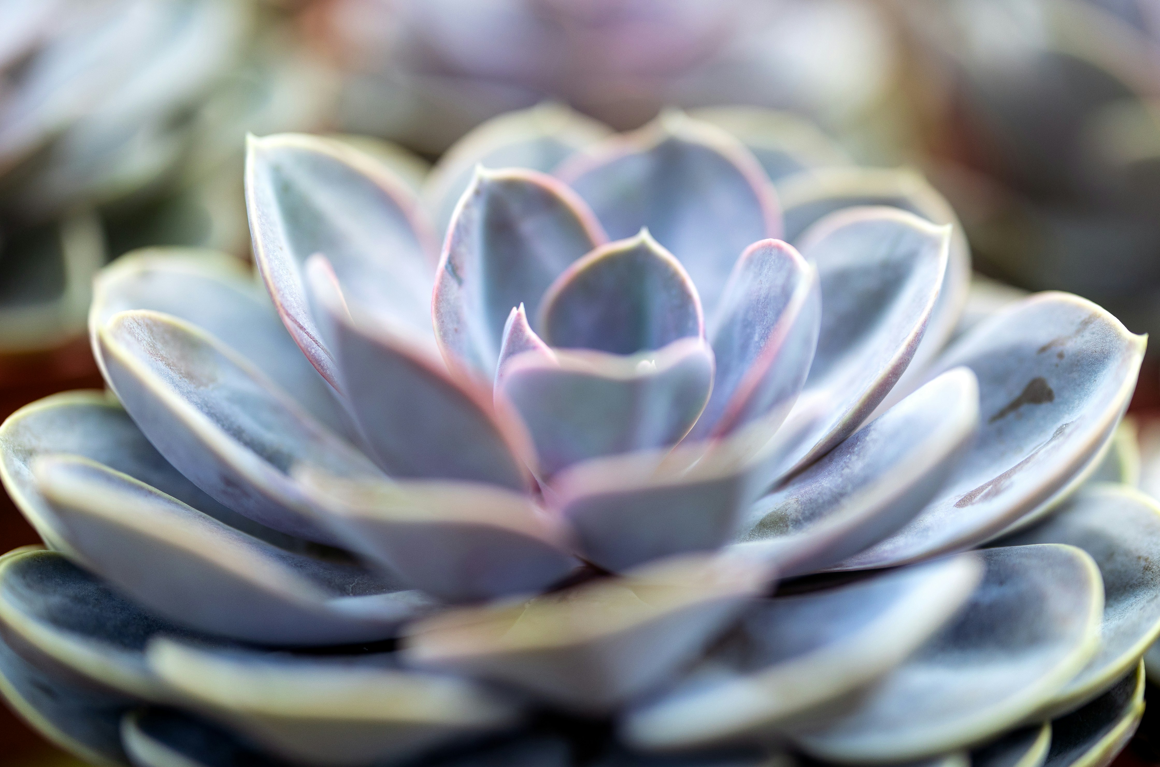 A close up of a flower in a pot photo – Free Malaysia Image on Unsplash