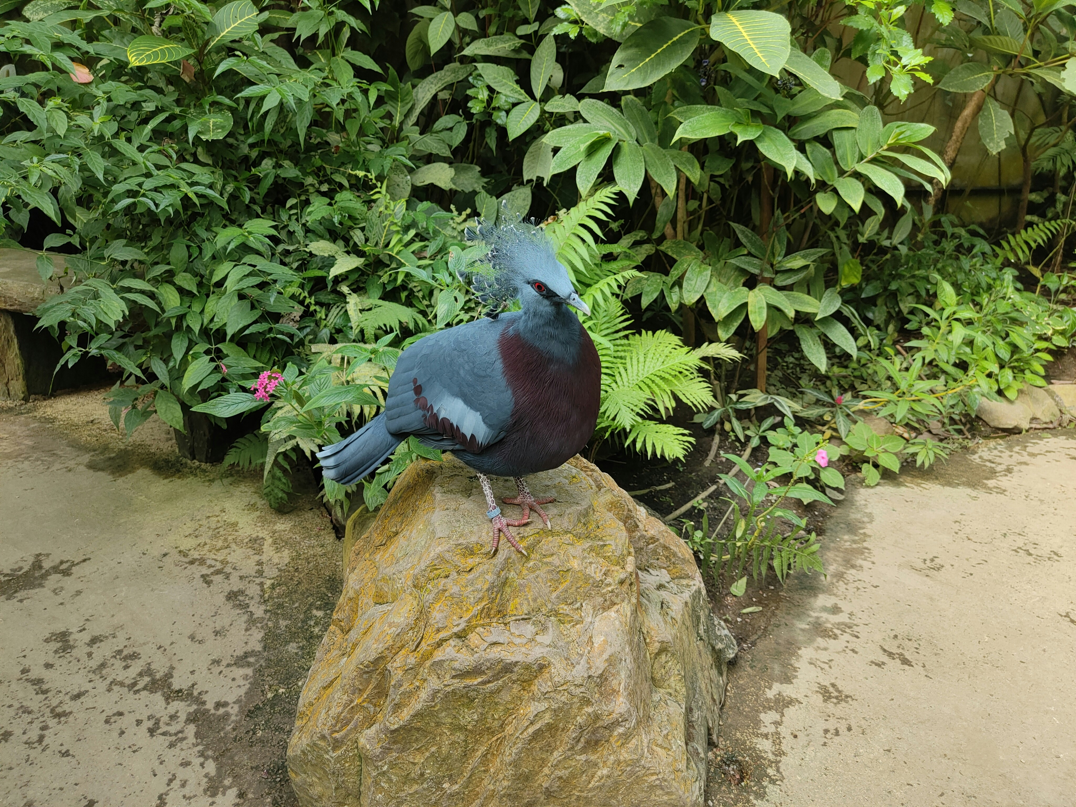 Crowned pigeon perched on a weathered rock in a lush garden, framed by dense tropical greenery.