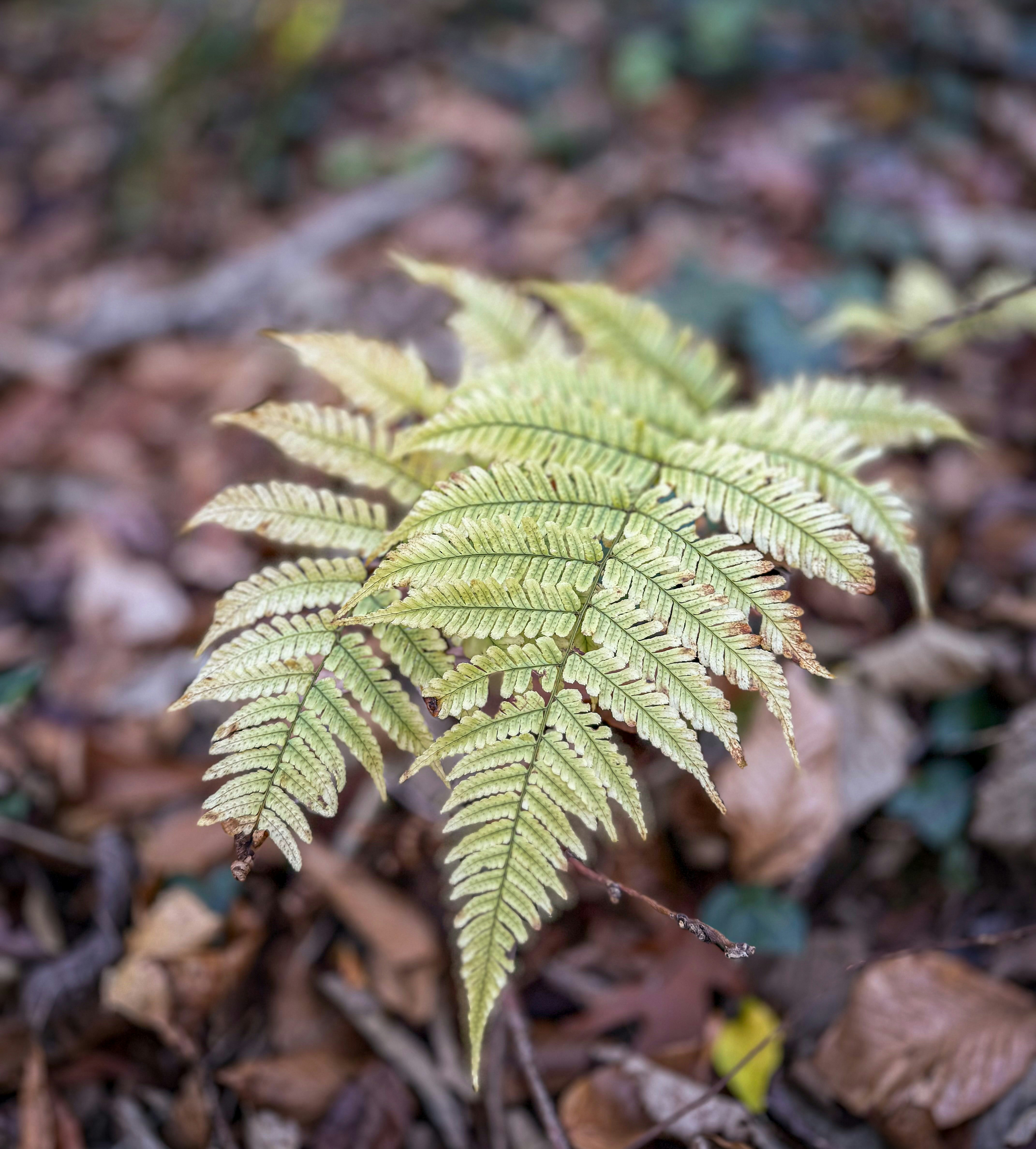 Fern Frond in Soft Forest Light: Close-Up Texture Amid Leaf-Litter