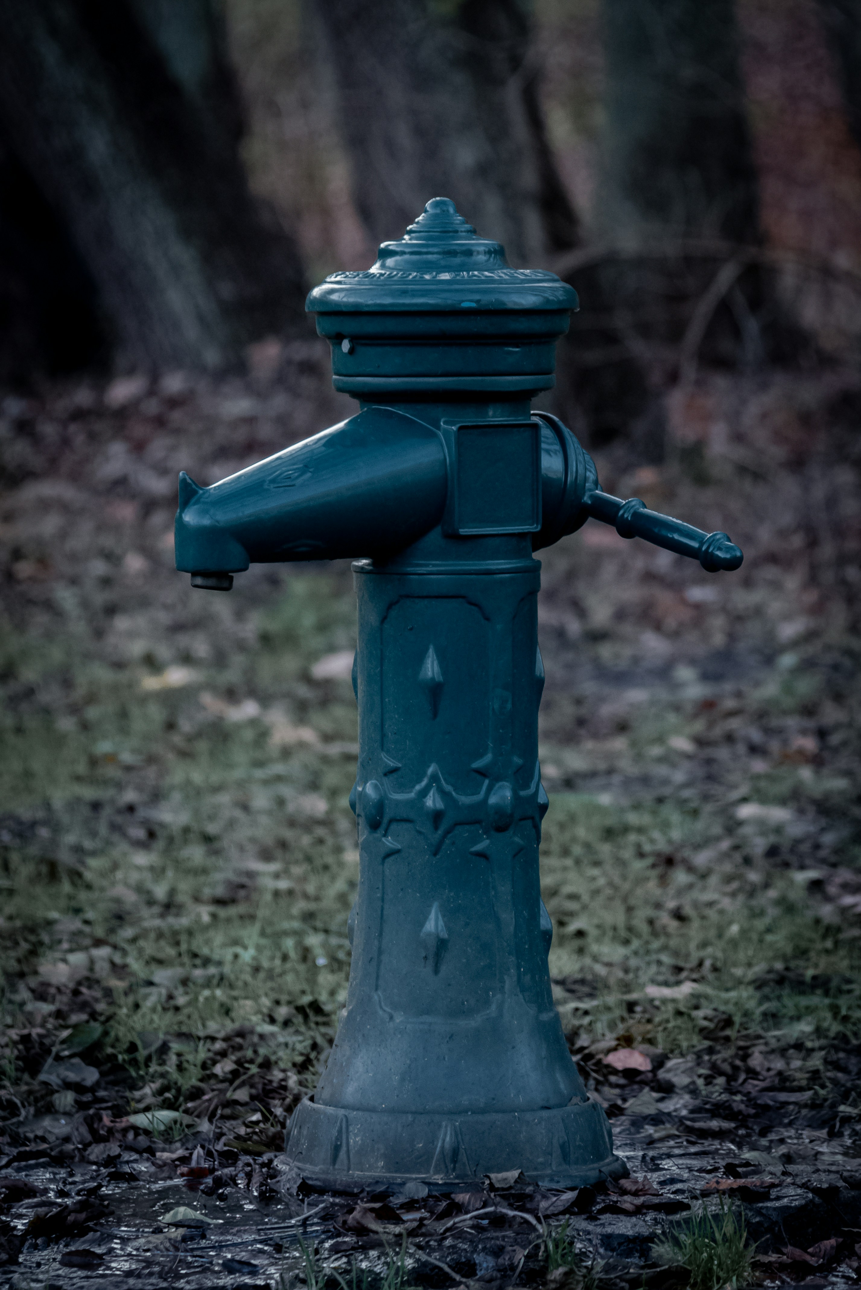 A green fire hydrant sitting in the middle of a forest photo – Free ...