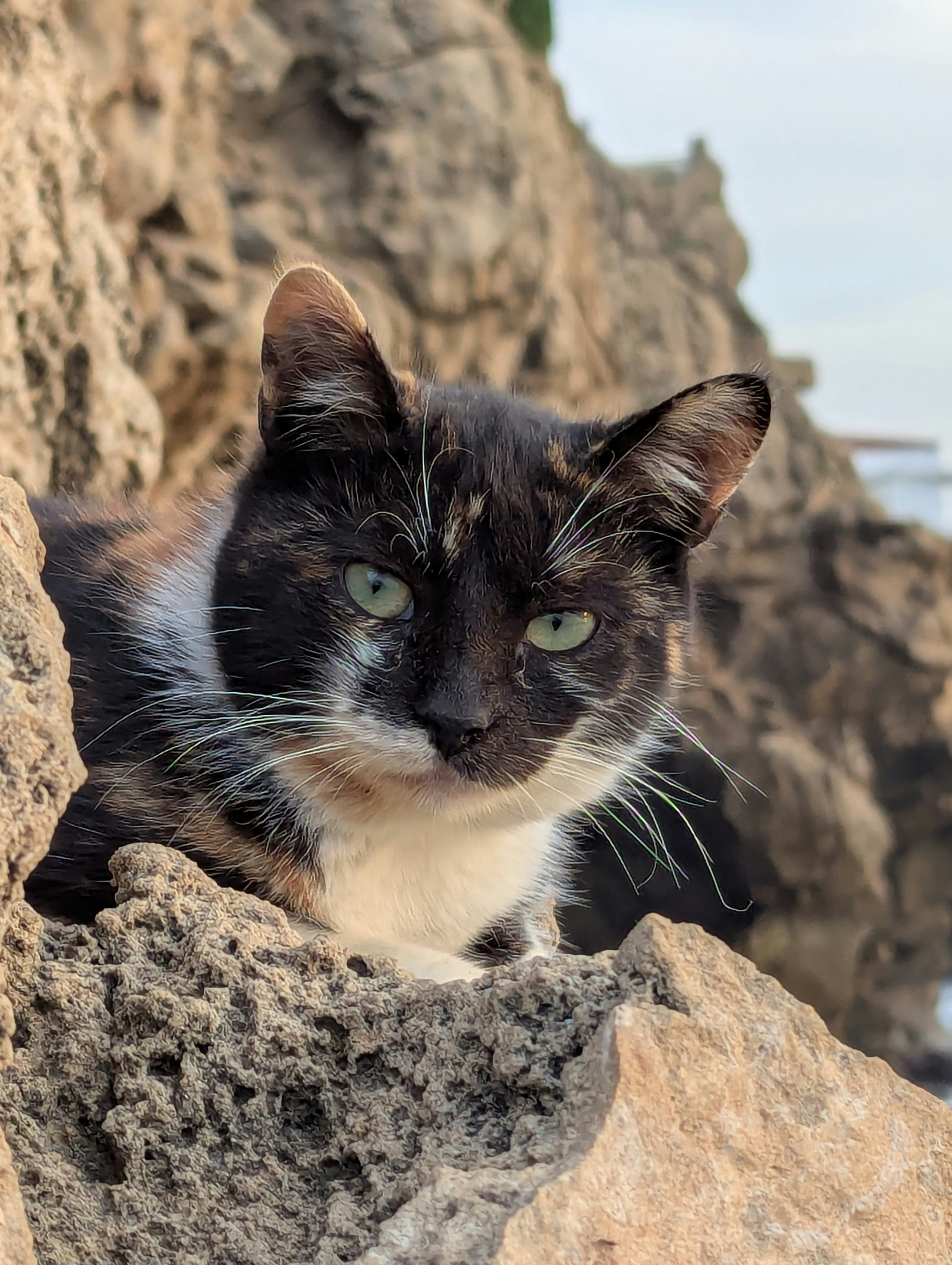 Cat Among Coastal Rocks: Focused Gaze in Sunlit Cliffs