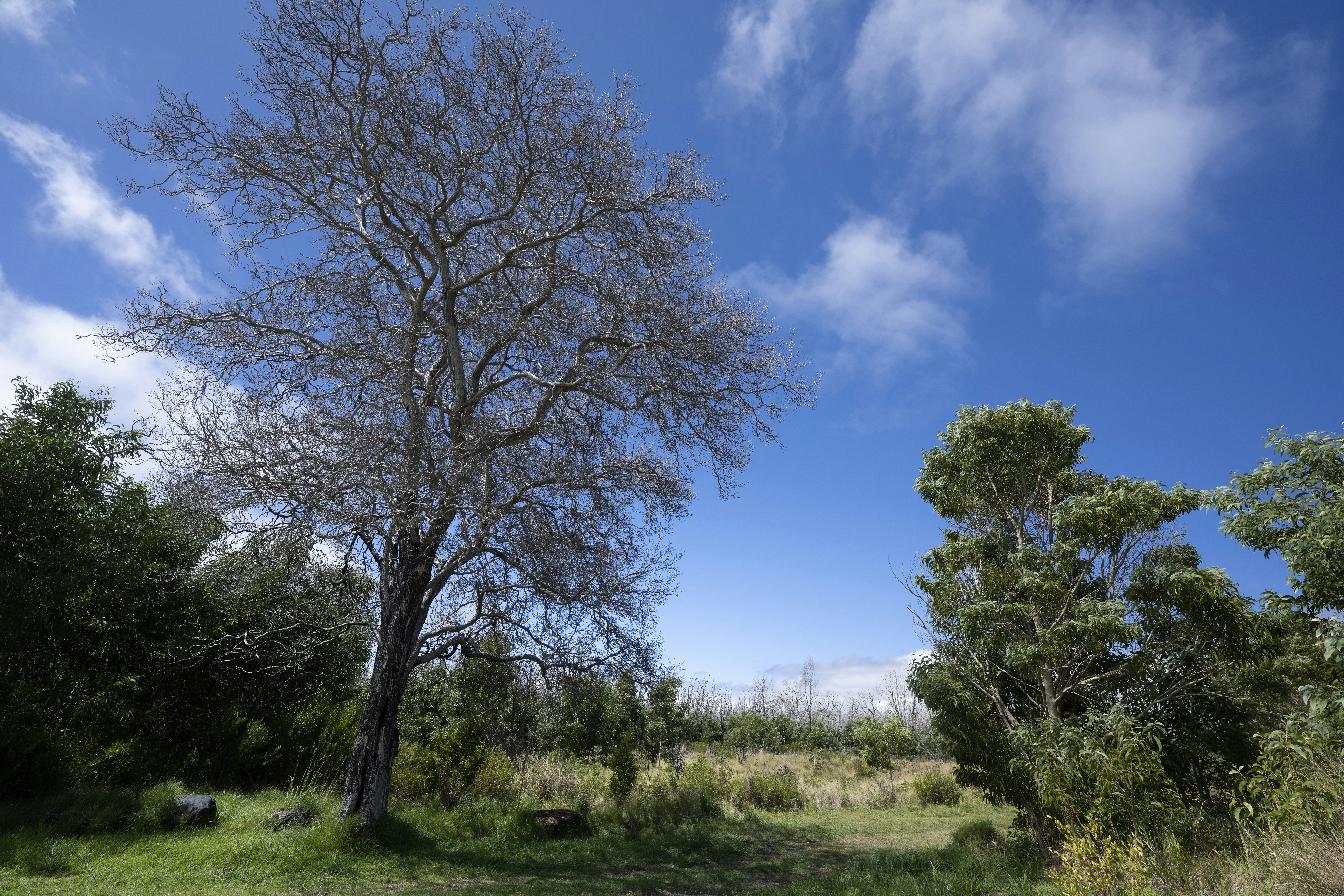 Leafless tree stands in a grassy clearing under a vivid blue sky with scattered clouds.